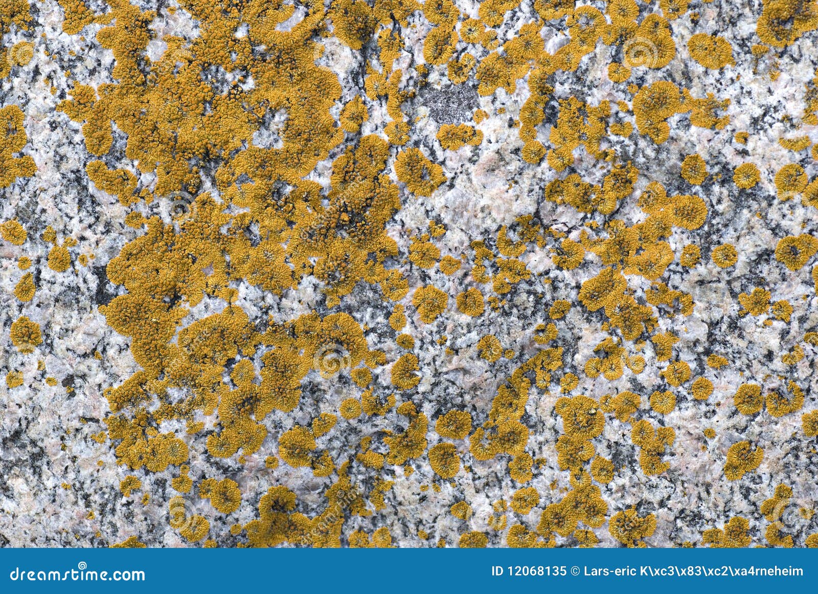 Granite stone with lichen stock image. Image of light - 12068135