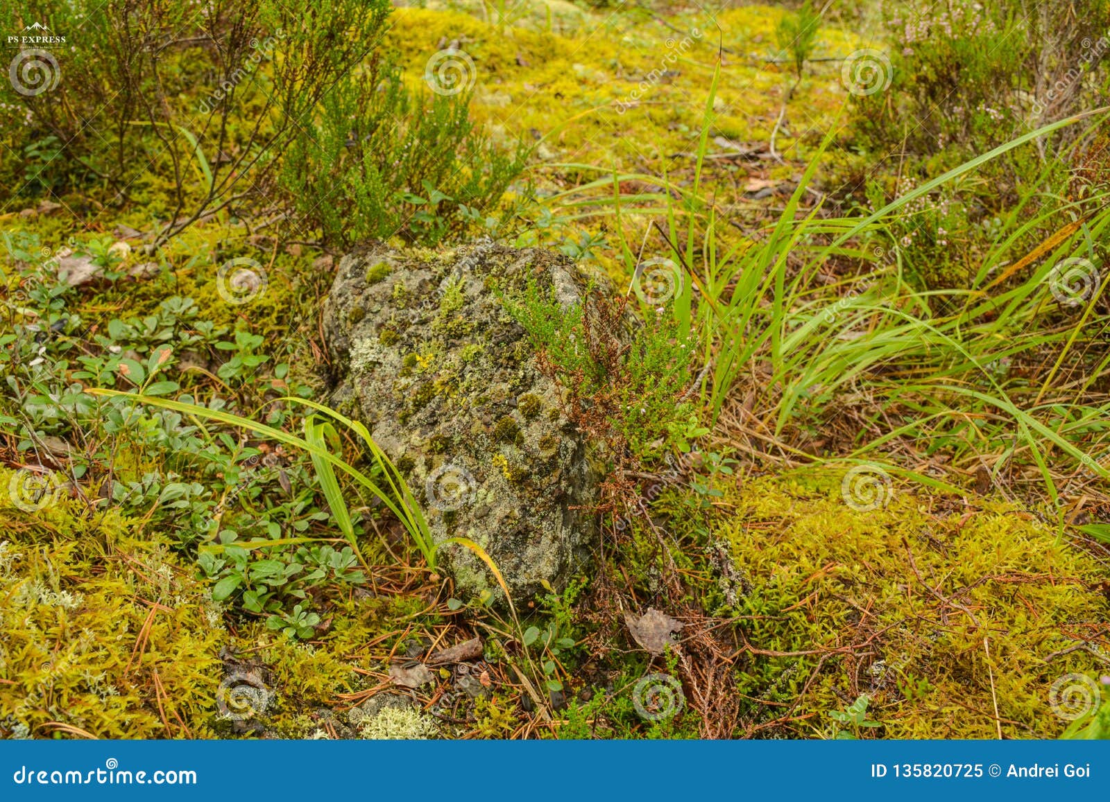 Granite Stone with Various Types of Moss in the Karelian Forest, Russia ...