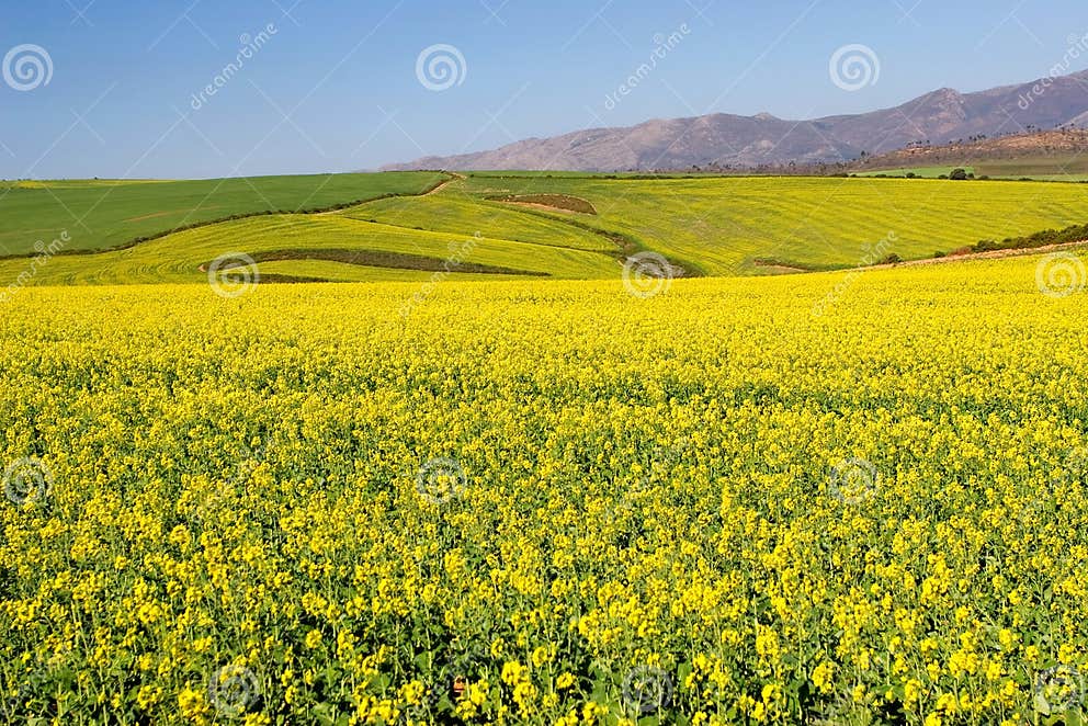 Granja #8 foto de archivo. Imagen de alternativa, agricultura - 280882