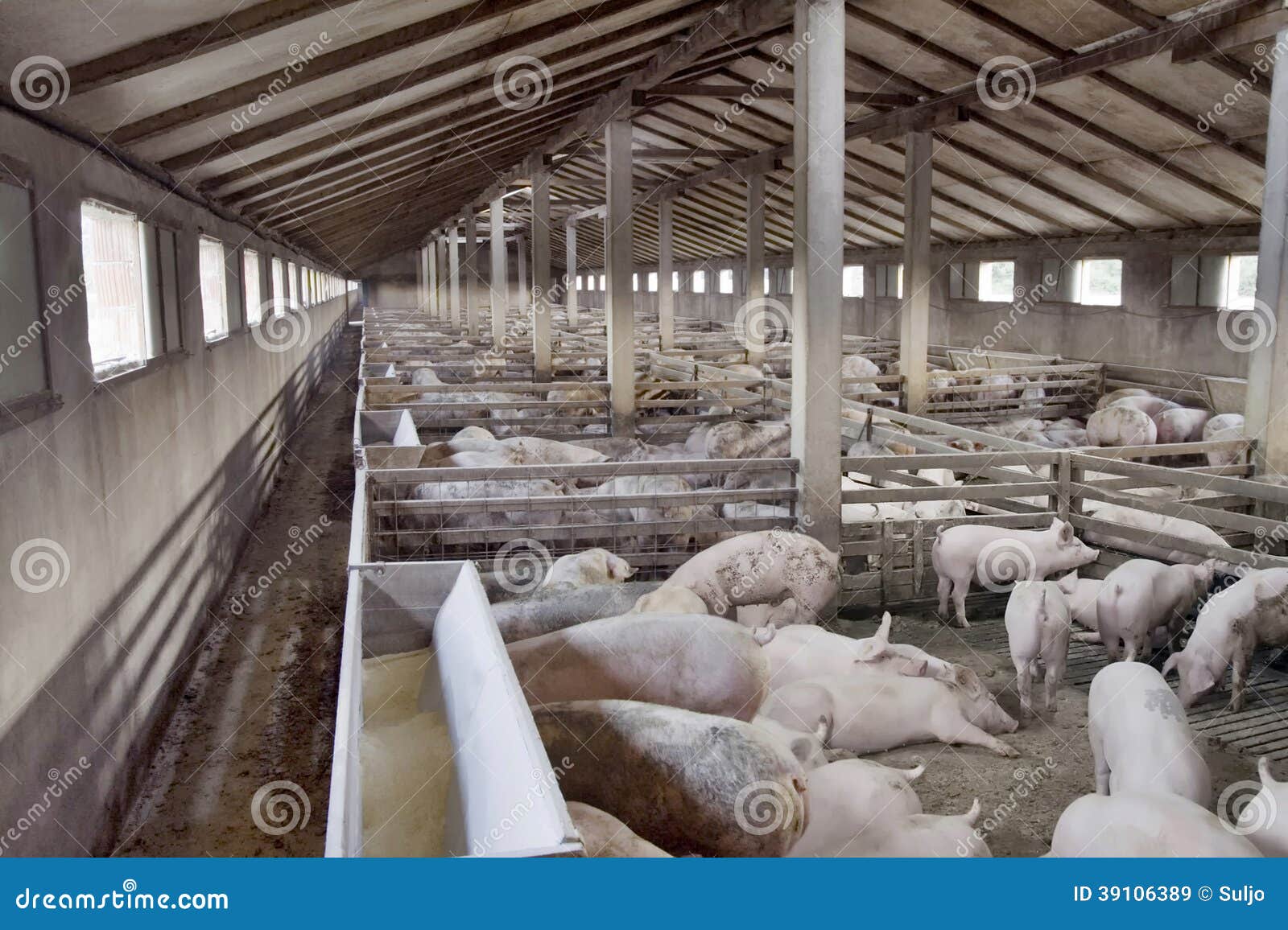 Granja de cerdo imagen de archivo. Imagen de industria - 39106389