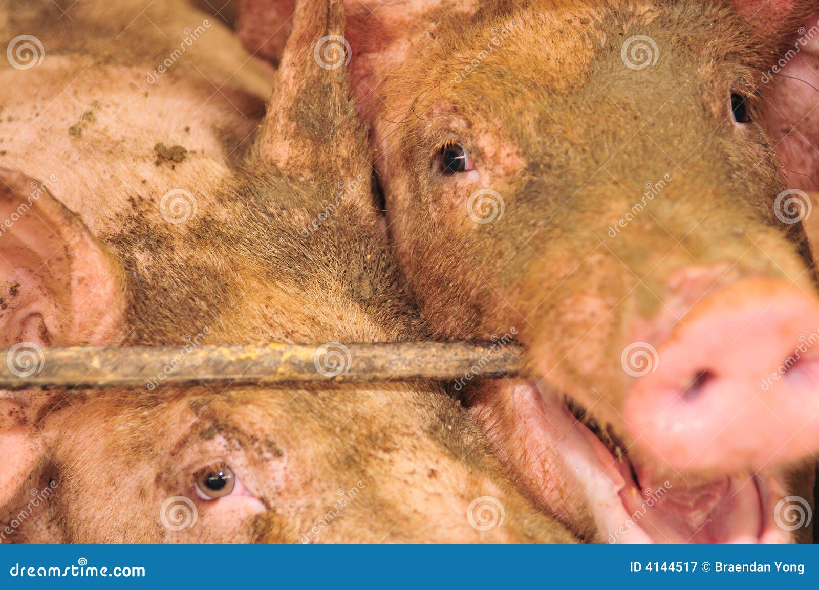 Granja de cerdo imagen de archivo. Imagen de hembra, crianza - 4144517