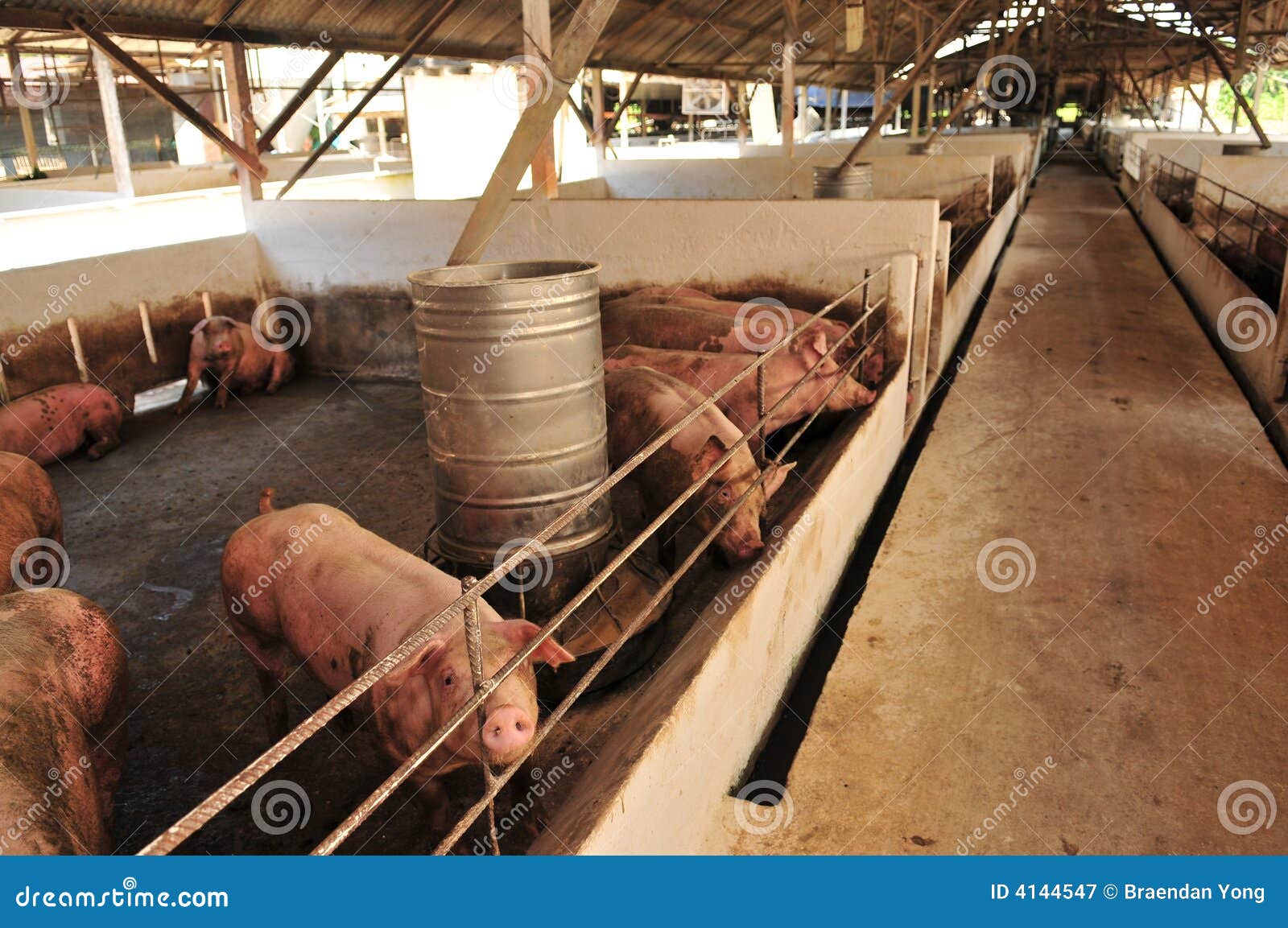 Granja de cerdo imagen de archivo. Imagen de hocico, hembra - 4144547