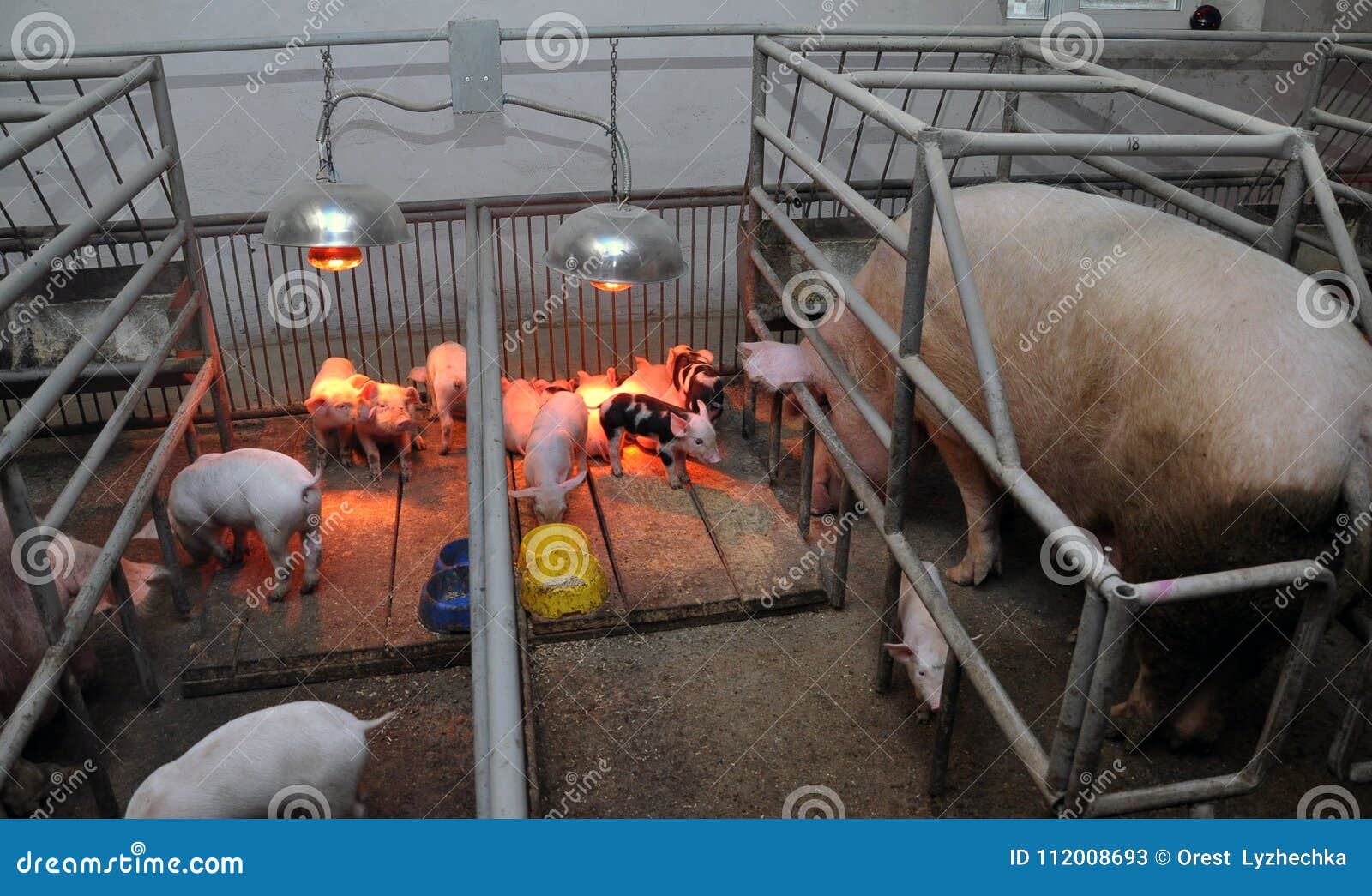 Granja De Cerdo Moderna Con Los Cerdos Imagen de archivo - Imagen de ...