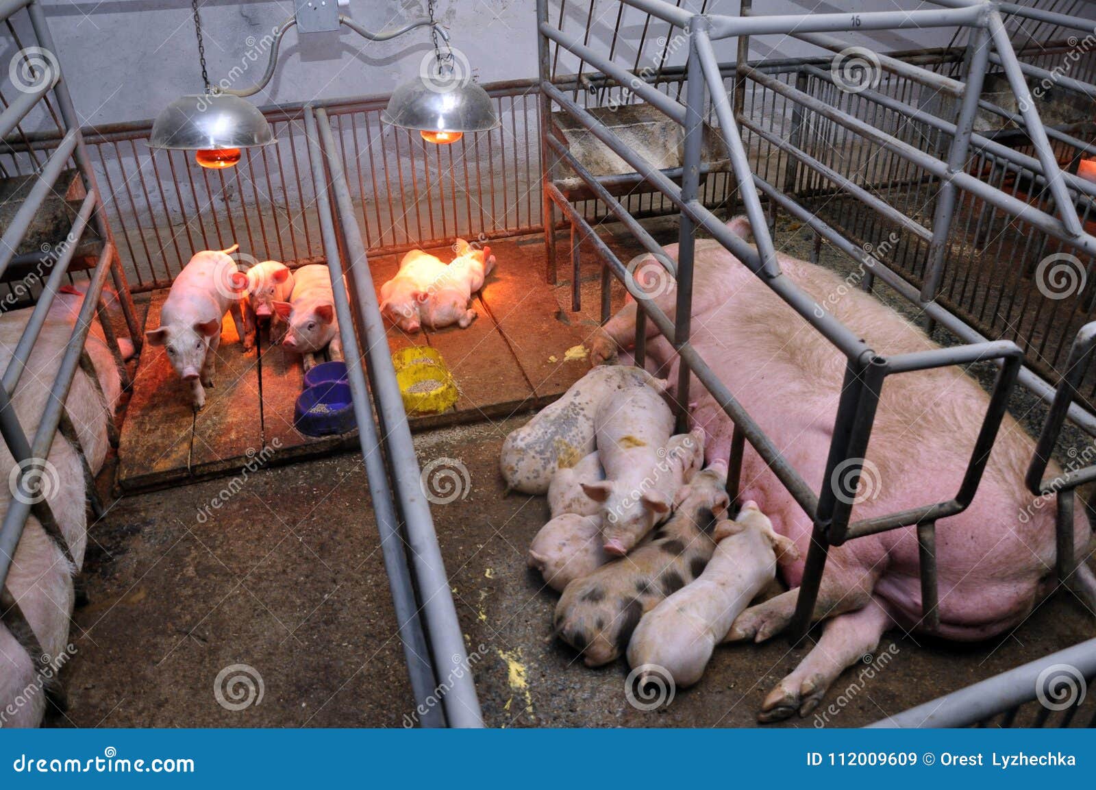 Granja De Cerdo Moderna Con Los Cerdos Imagen de archivo - Imagen de ...