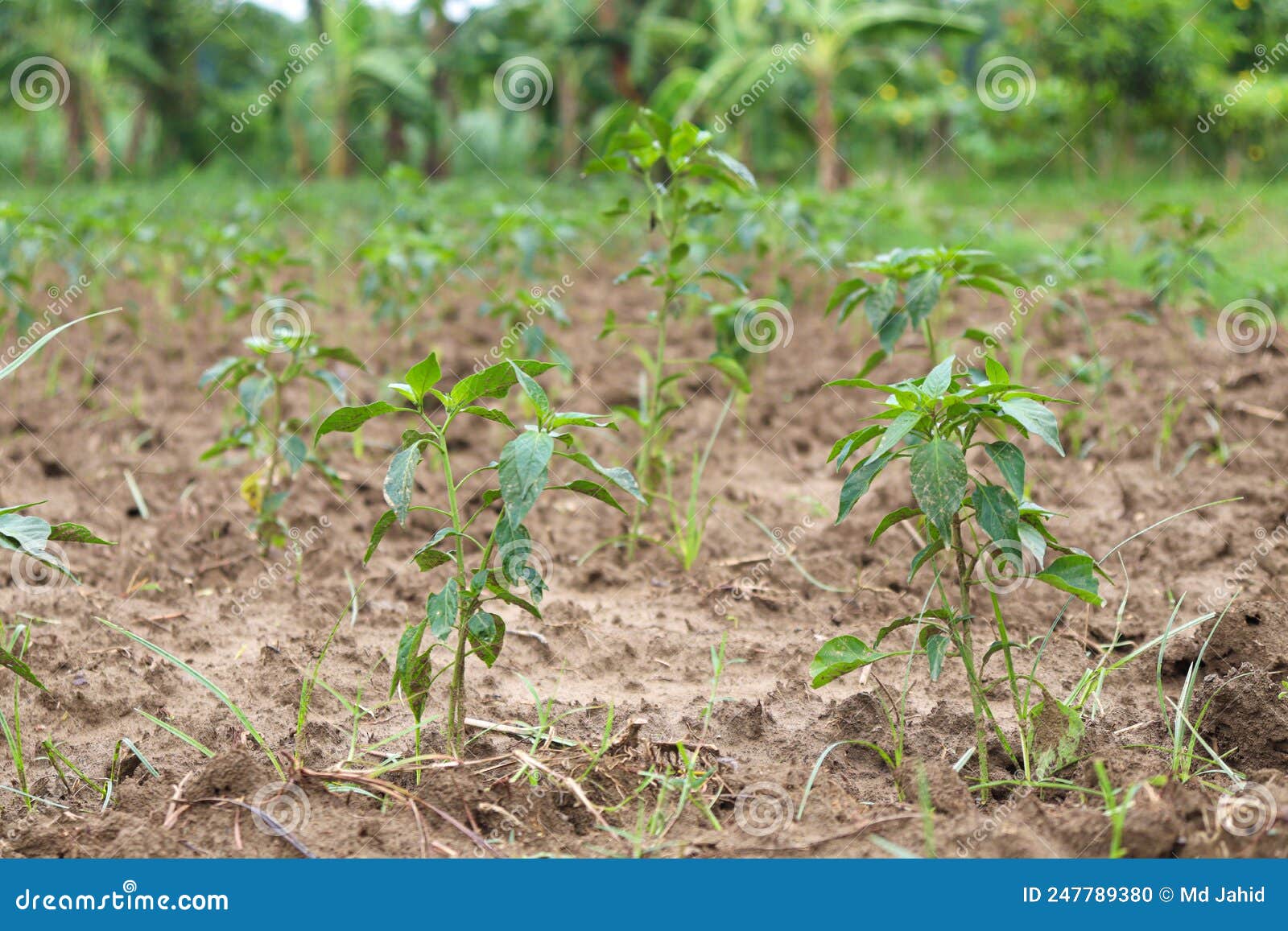 Granja De Chile Para La Cosecha Foto de archivo - Imagen de alimento ...