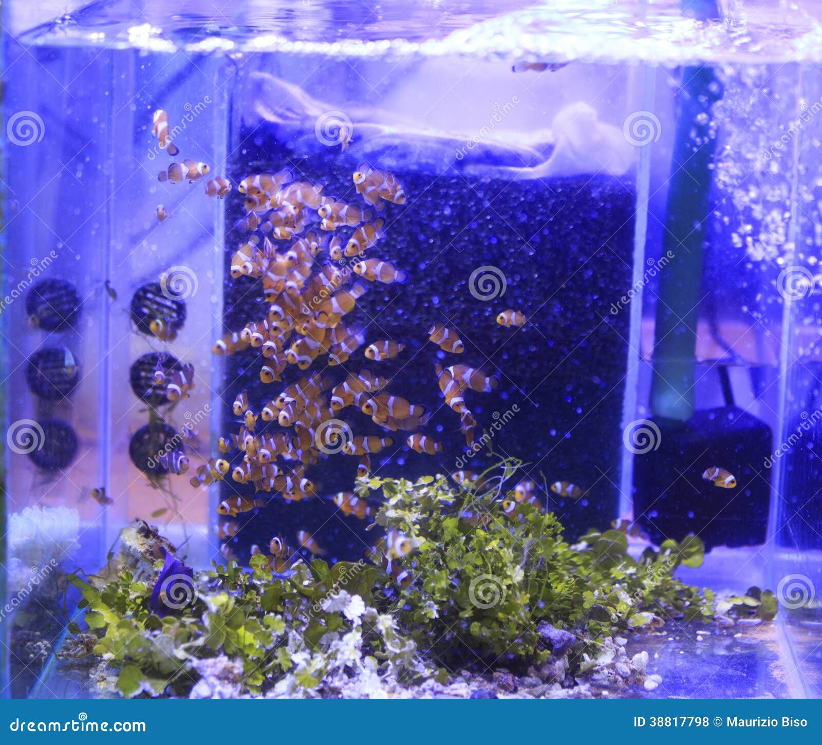 Granja De Clownfish (Anemonefish) Foto de archivo - Imagen de gente ...