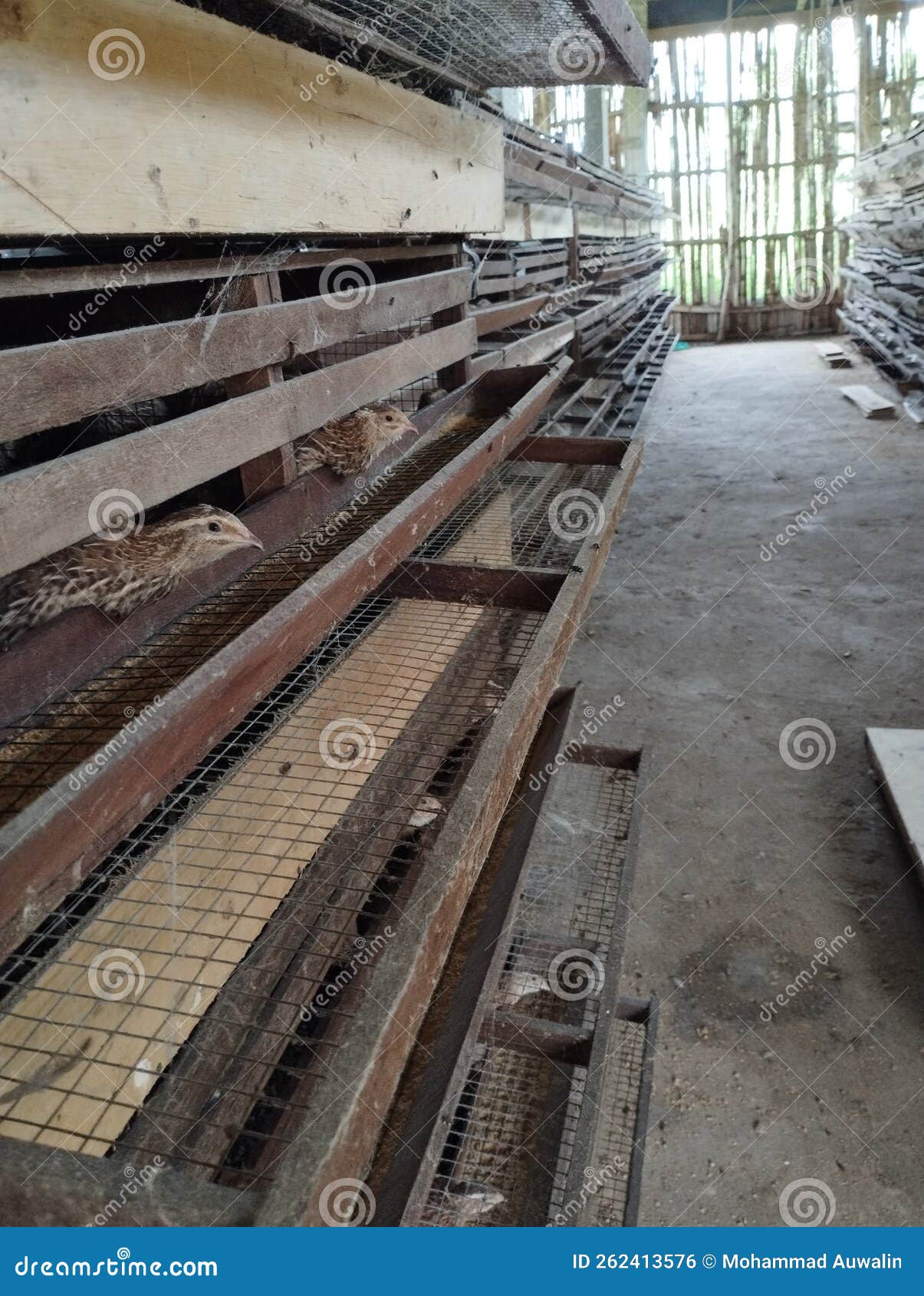 Granja de codorniz foto de archivo. Imagen de pared - 262413576