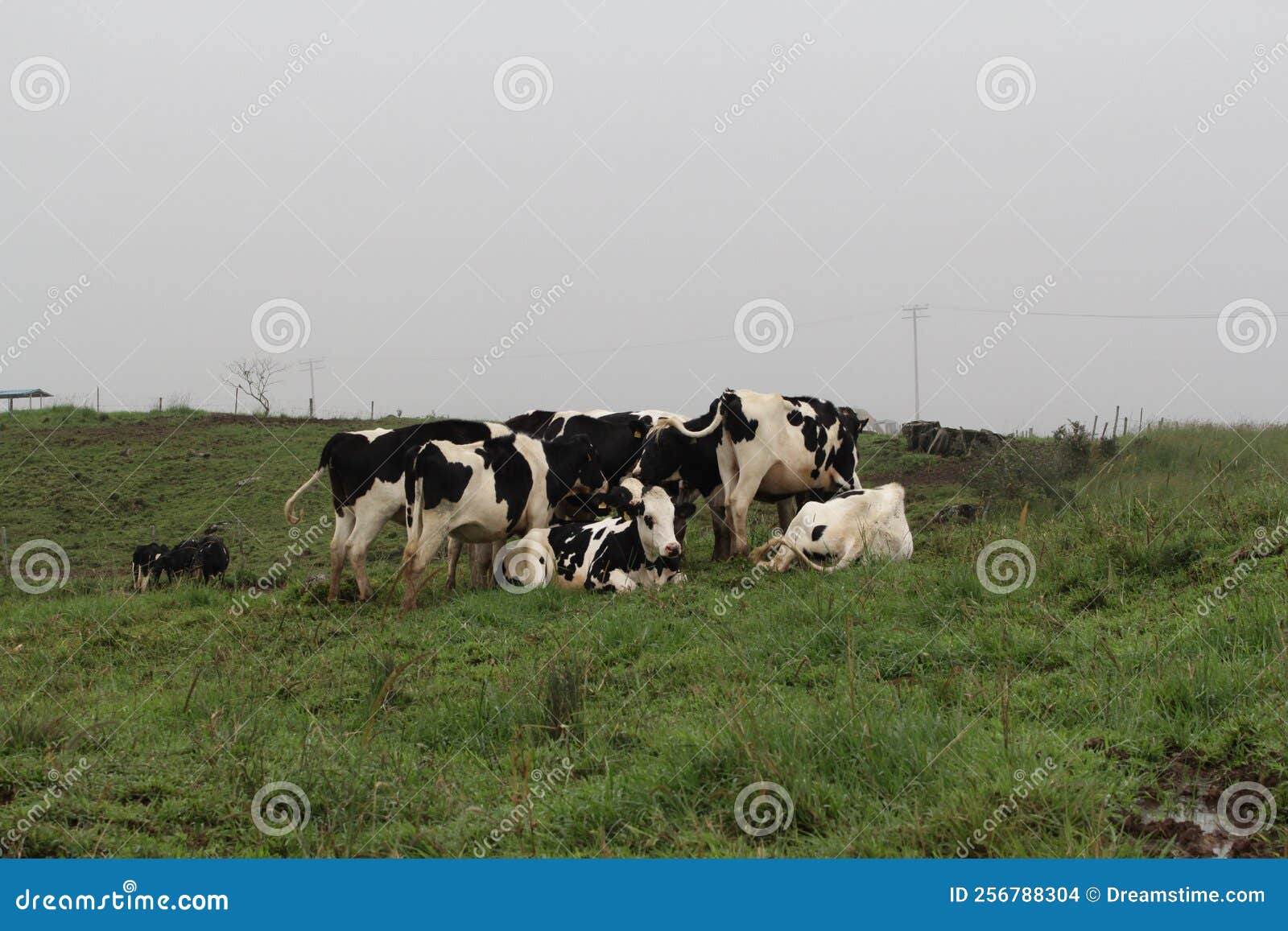 Granja De Ganado Vacuno De Nova Foto de archivo - Imagen de ganados ...