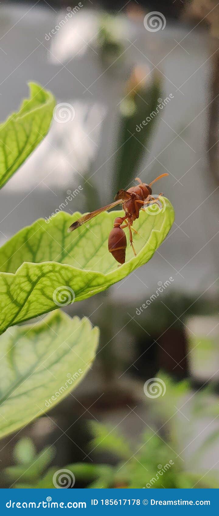 Granja De Insectos De Guayaba Foto de archivo - Imagen de cubo ...