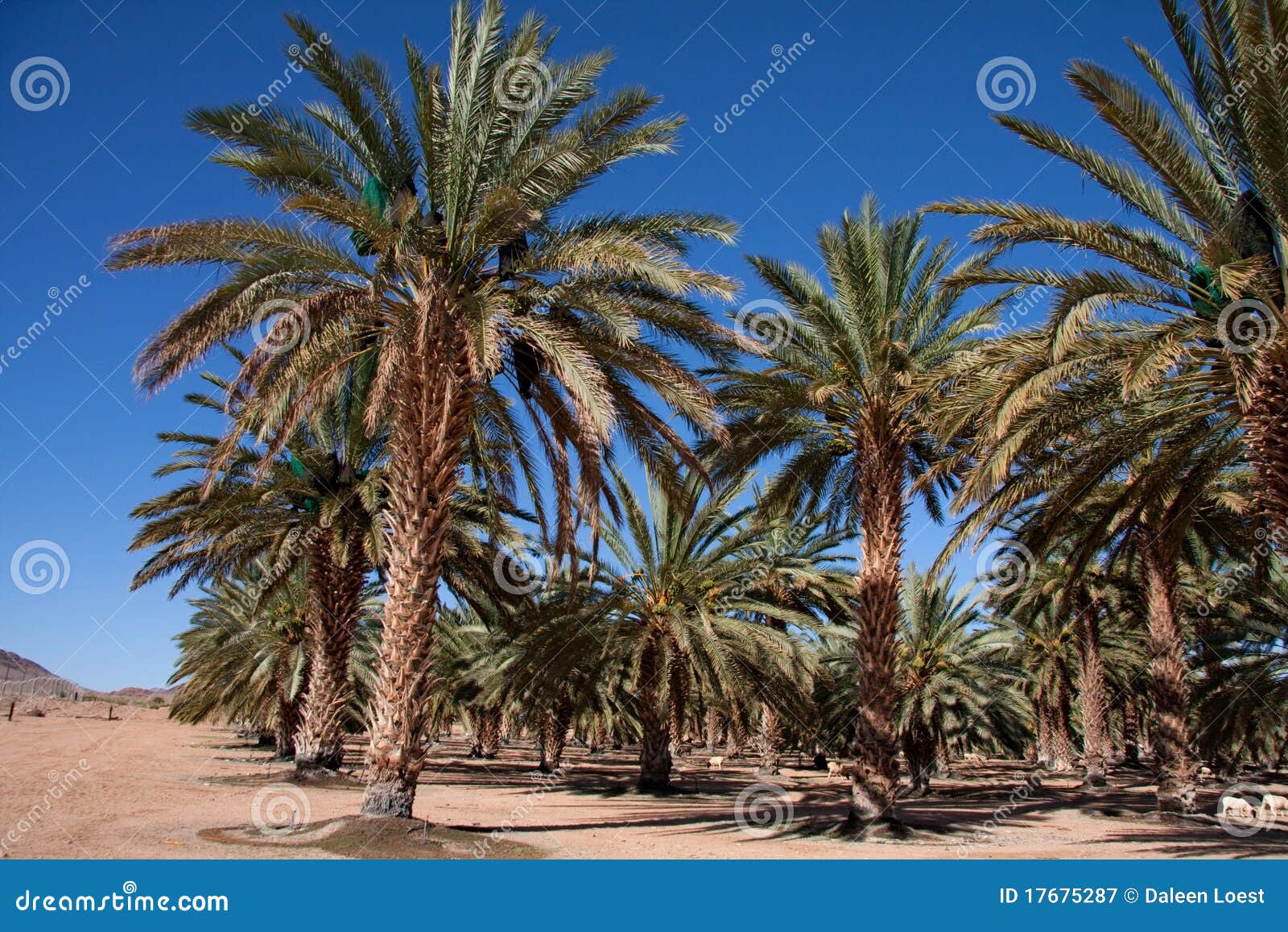 Granja De La Palma Datilera Imagen de archivo - Imagen de planta, verde ...