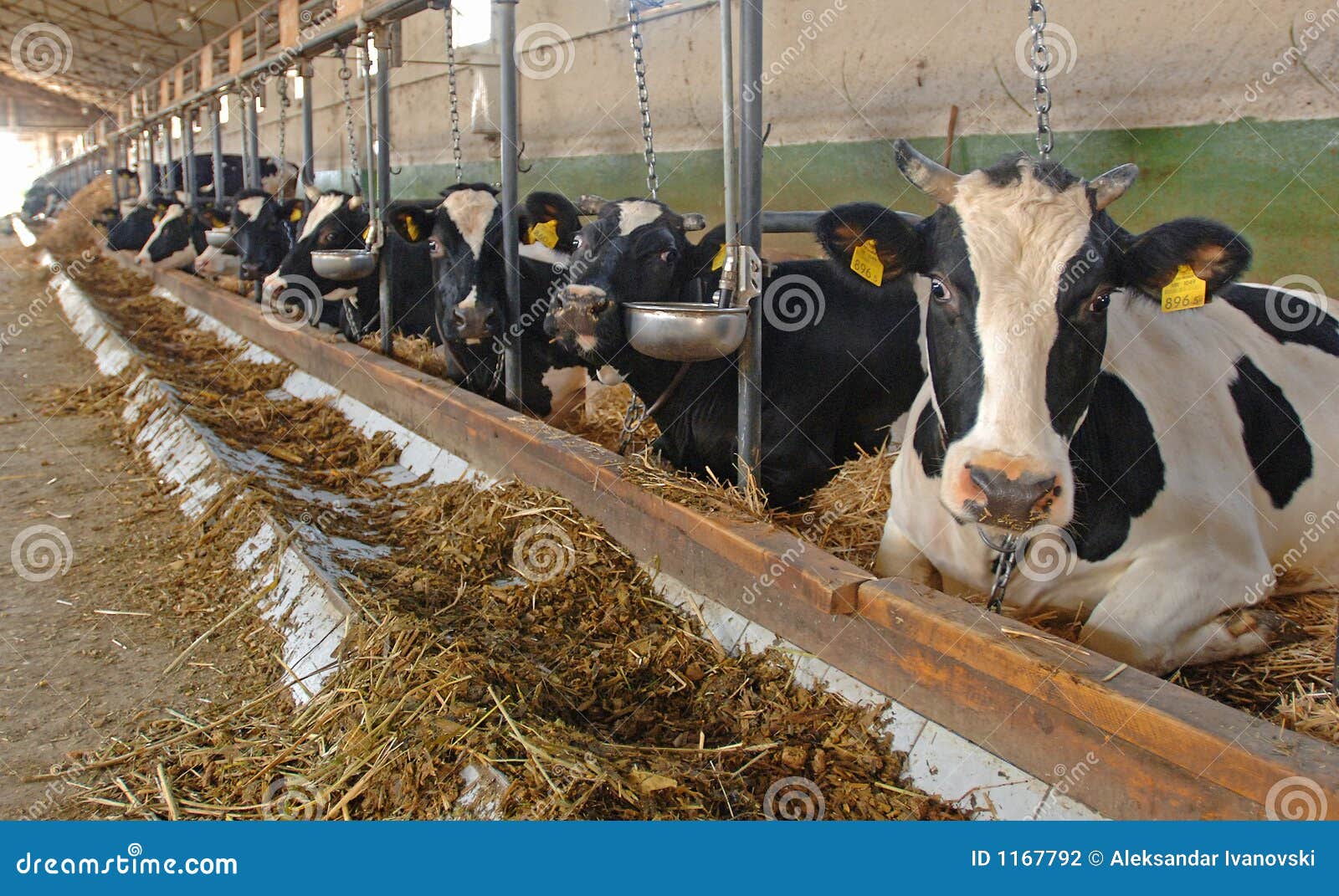 Granja de la vaca foto de archivo. Imagen de manada, leche - 1167792