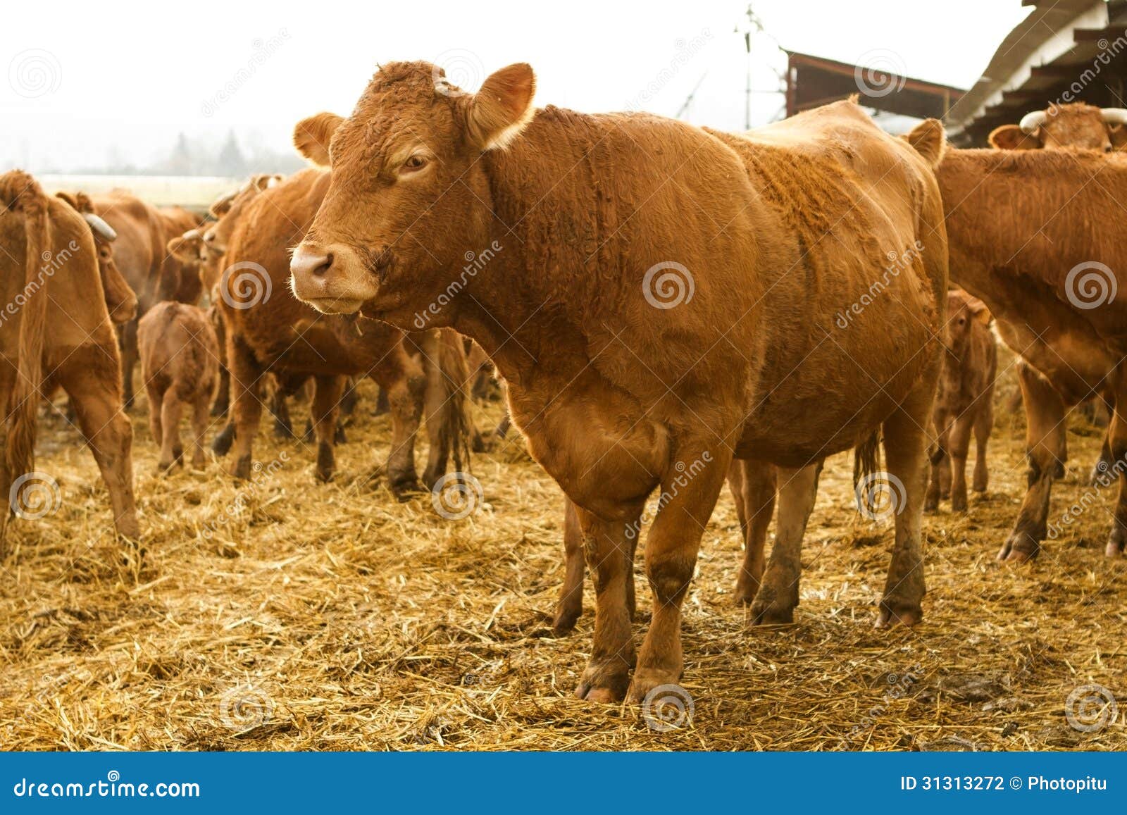Granja de la vaca foto de archivo. Imagen de carne, pasto - 31313272