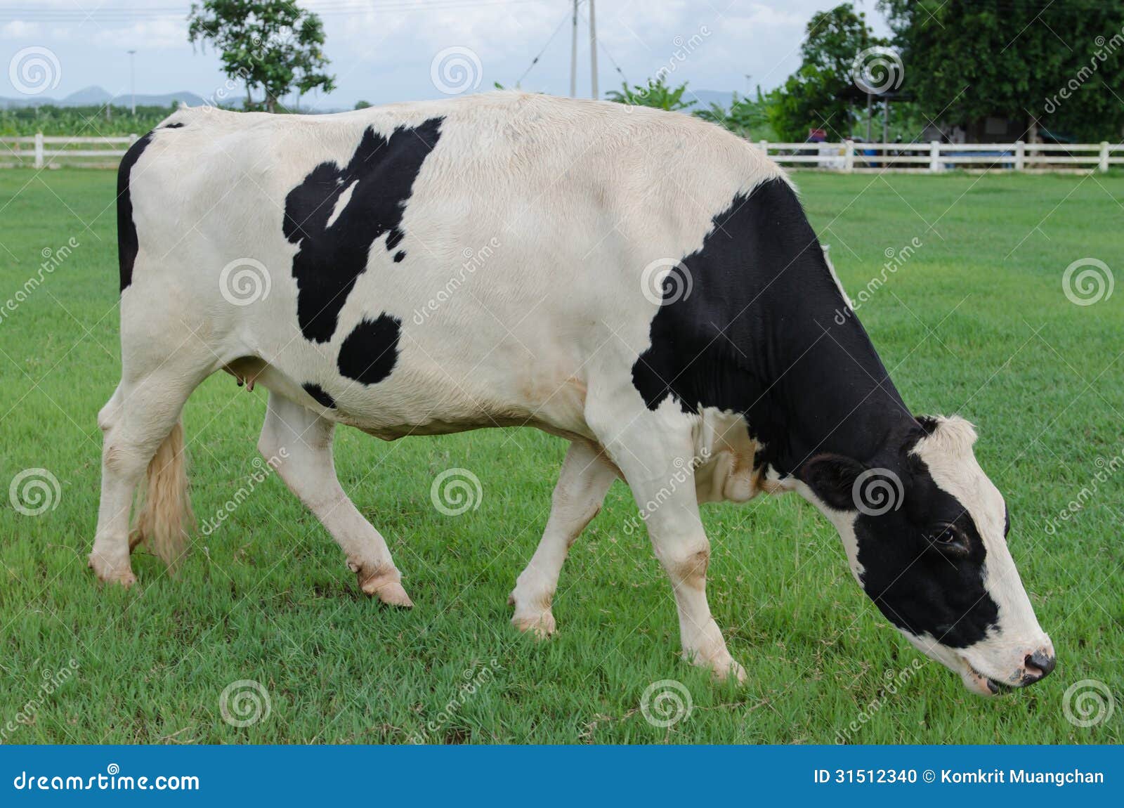 Granja de la vaca foto de archivo. Imagen de césped, ganados - 31512340
