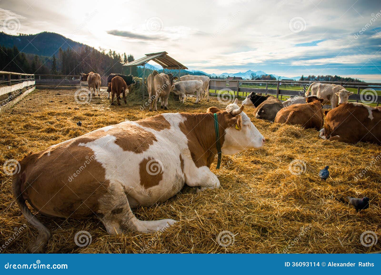 Granja de la vaca foto de archivo. Imagen de celaje, manada - 36093114