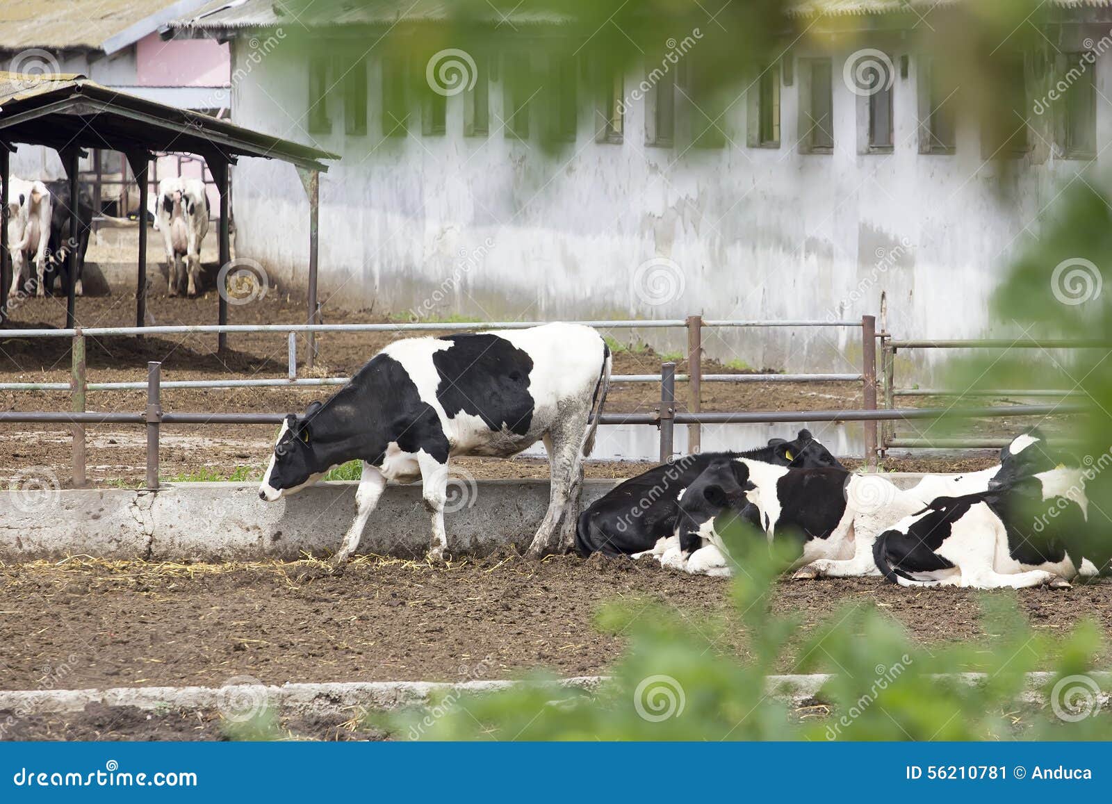 Granja de la vaca imagen de archivo. Imagen de adentro - 56210781