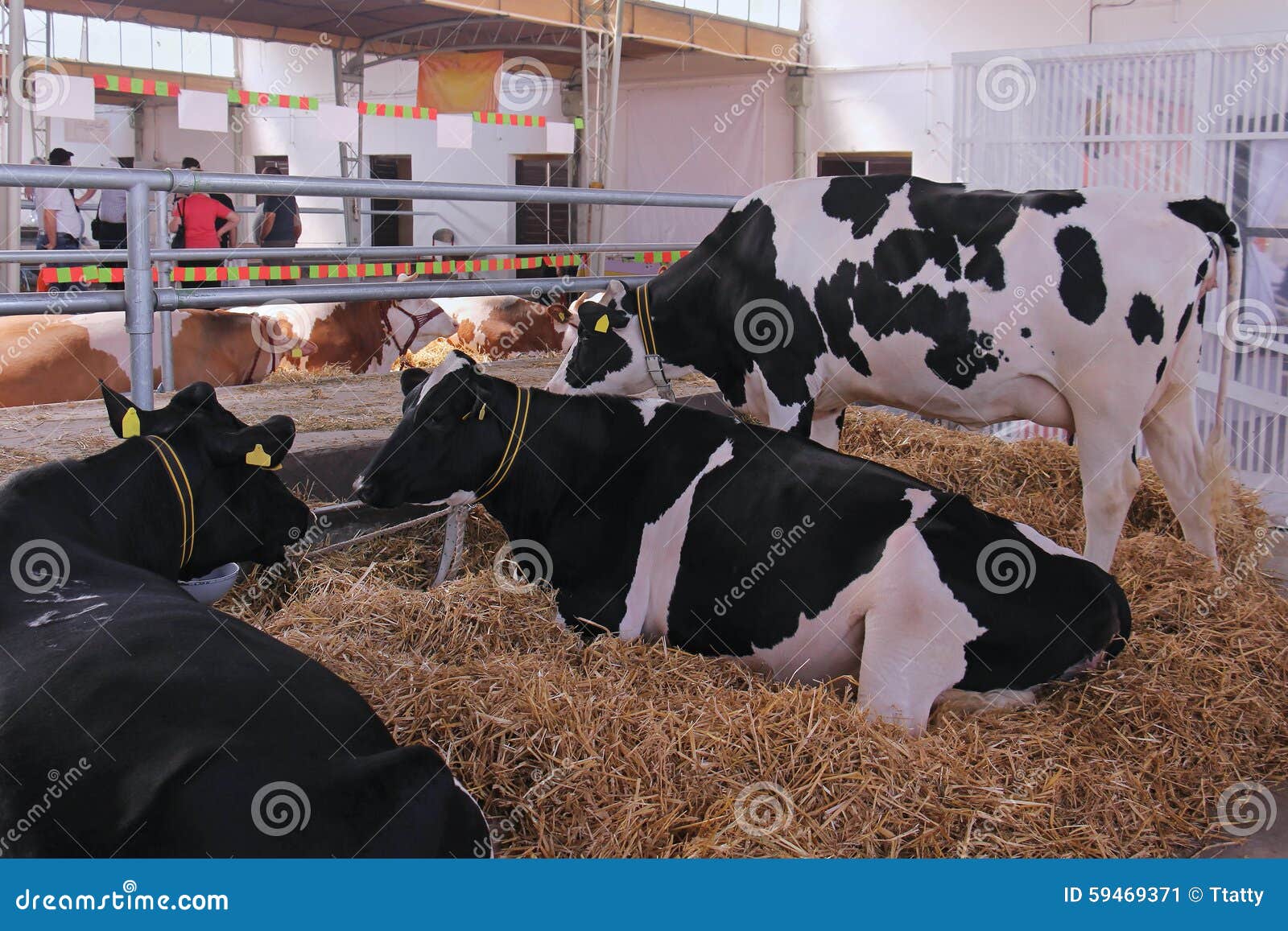 Granja de la vaca imagen de archivo. Imagen de tendiente - 59469371