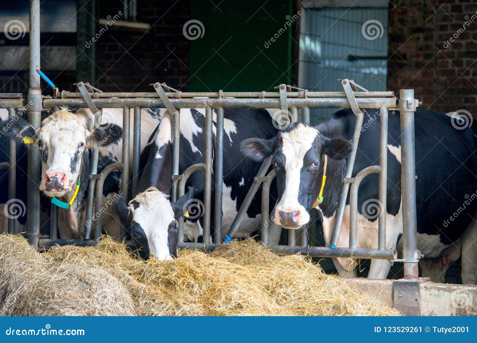 Granja De La Vaca En Alemania Imagen de archivo - Imagen de animal ...