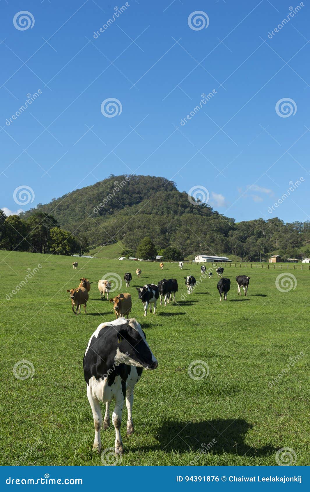 Granja De La Vaca En Sydney Foto de archivo - Imagen de rancho, cielo ...