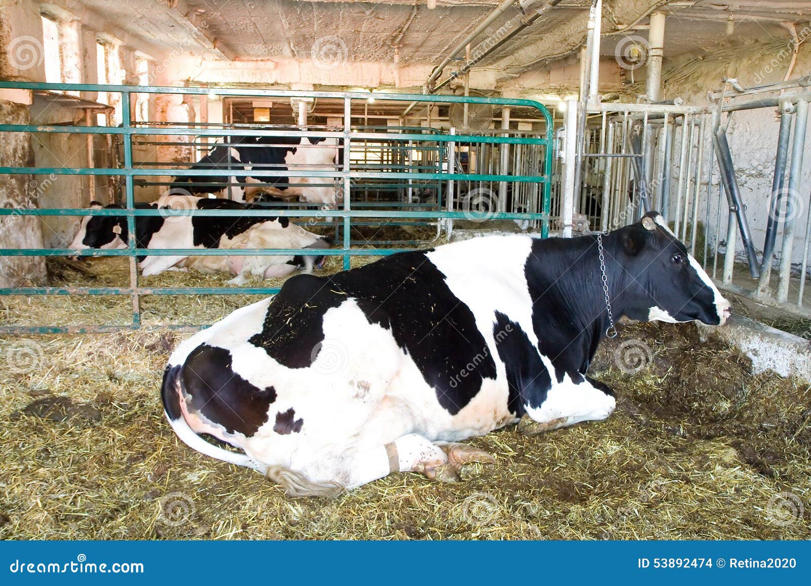 Granja de la vaca lechera foto de archivo. Imagen de jaulas - 53892474