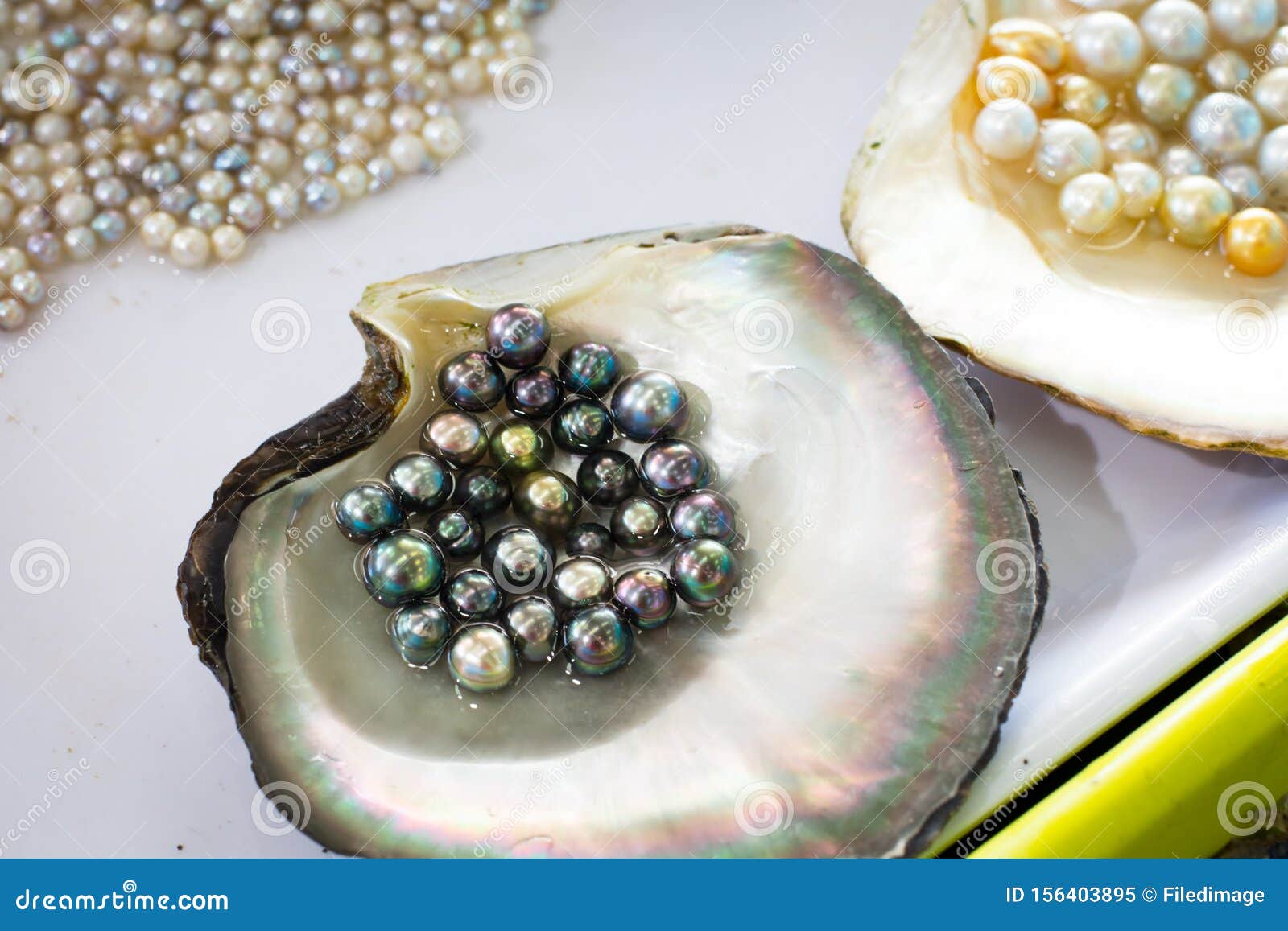 Granja de perlas y ostras imagen de archivo. Imagen de perla - 156403895