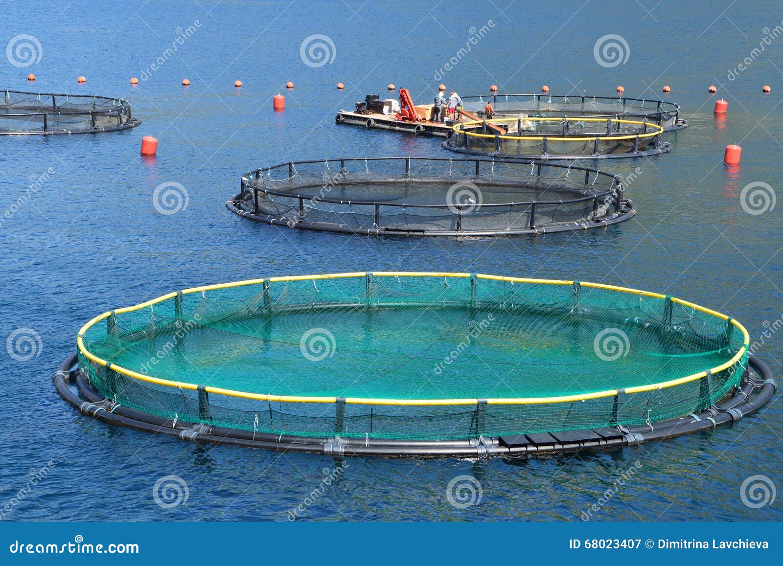 Granja de pescados imagen de archivo. Imagen de cubo - 68023407
