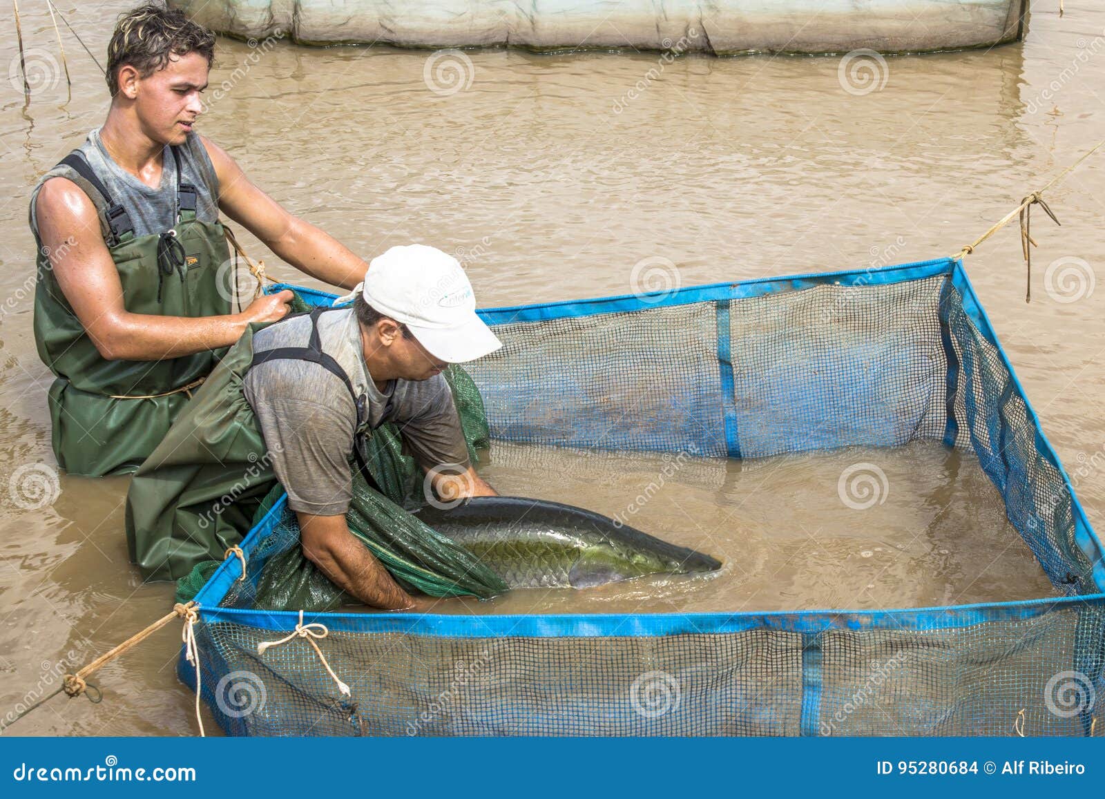 Granja de pescados imagen de archivo editorial. Imagen de freshwater ...