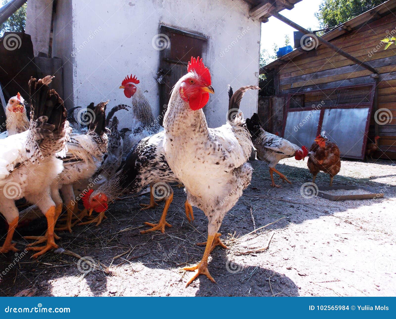 Granja de pollo foto de archivo. Imagen de plumas, animales - 102565984
