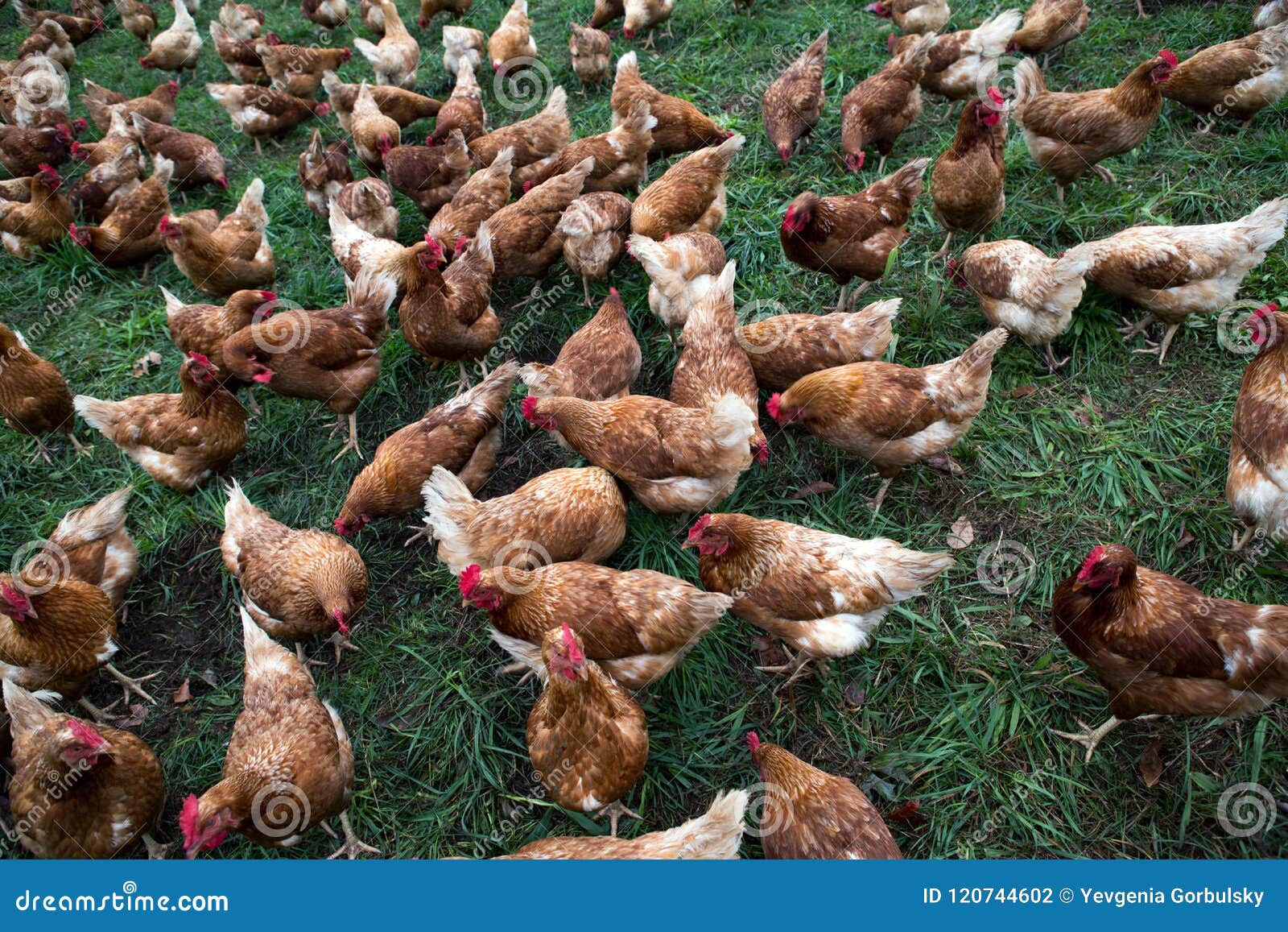 Granja de pollo foto de archivo. Imagen de granja, huevos - 120744602