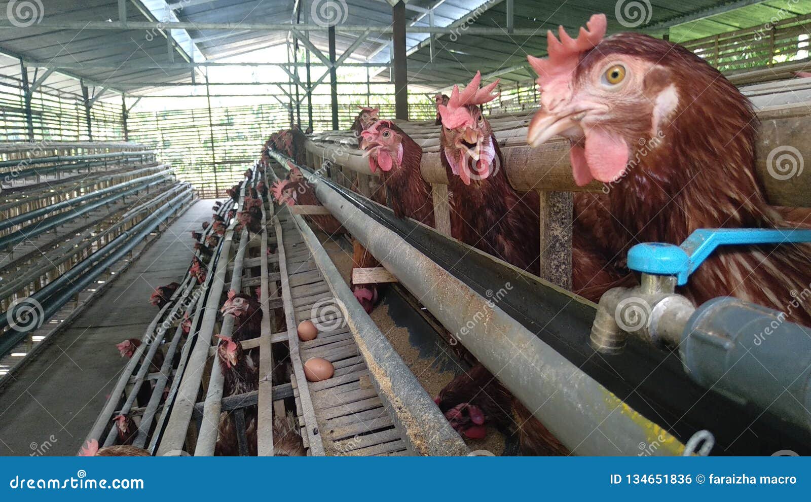 Granja de pollo foto de archivo. Imagen de granjas, venta - 134651836