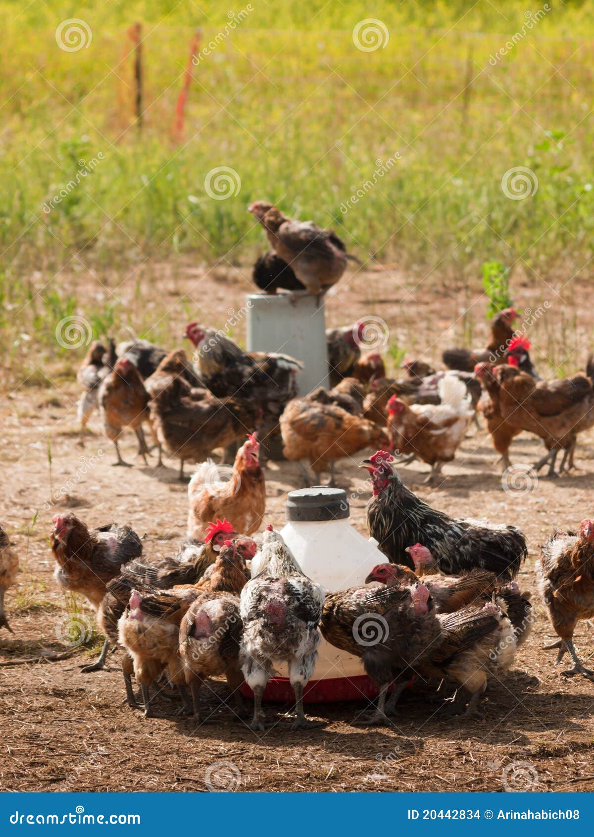Granja de pollo foto de archivo. Imagen de cubo, gallina - 20442834