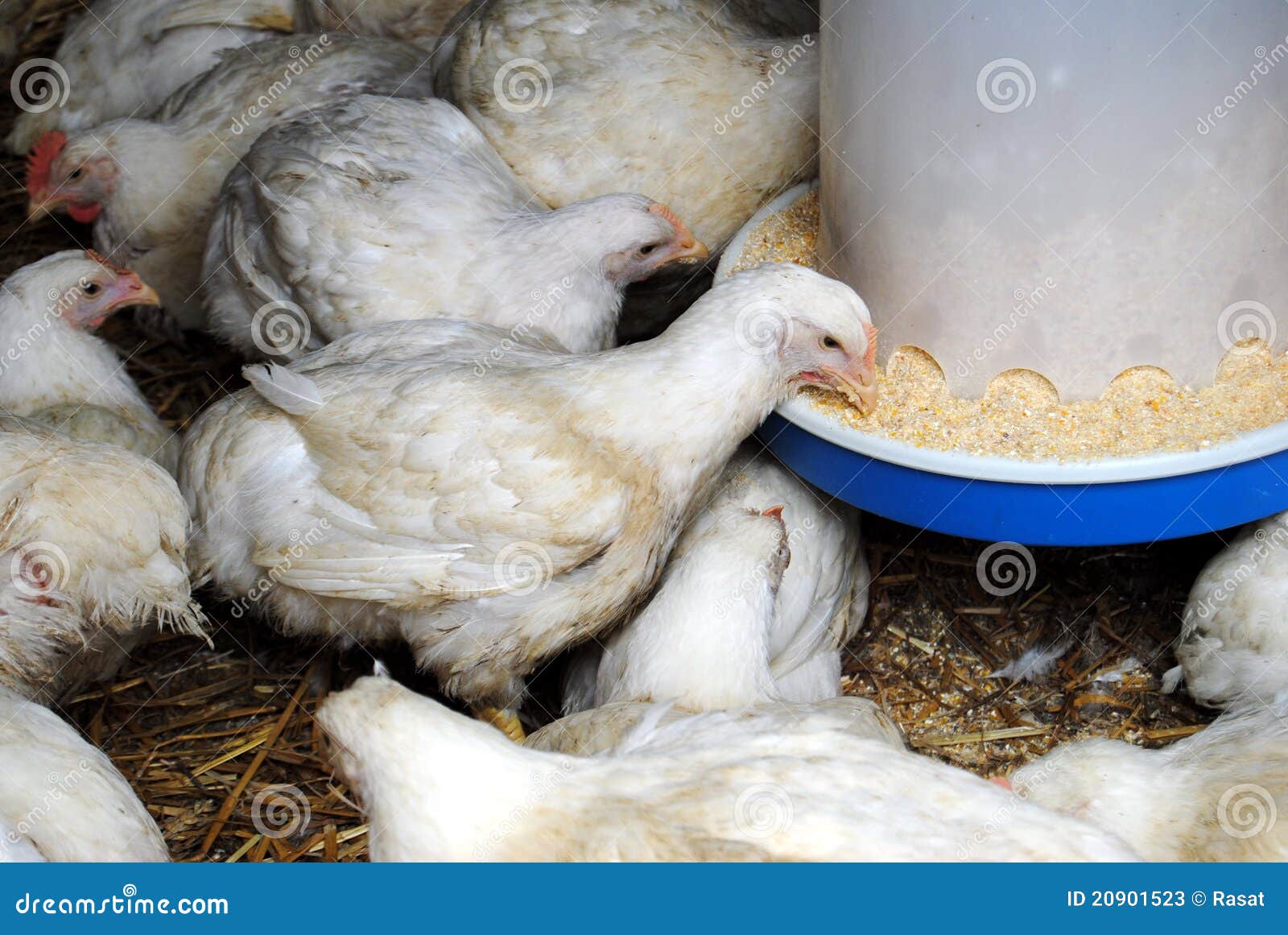 Granja de pollo imagen de archivo. Imagen de pico, blanco - 20901523