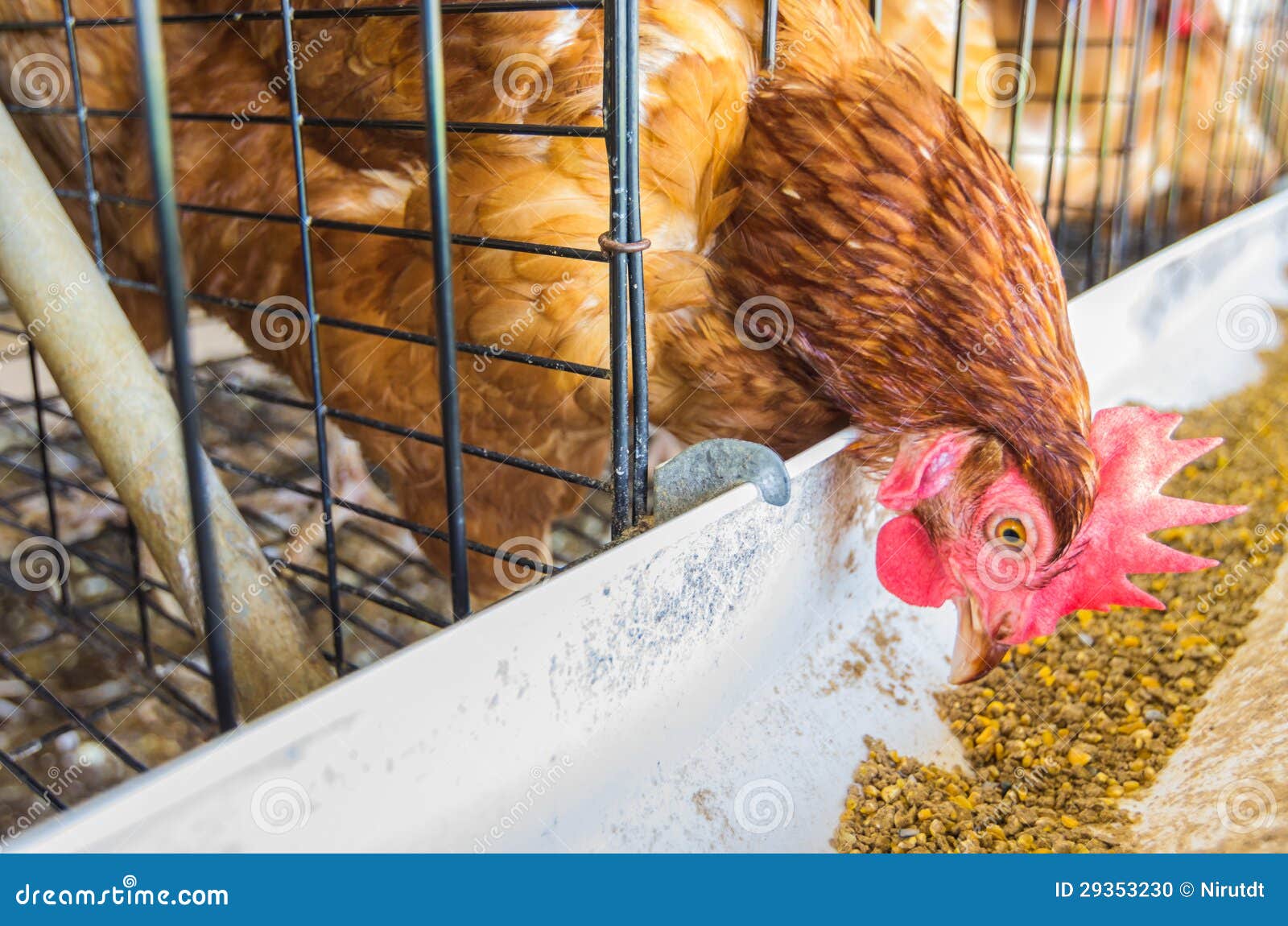 Granja de pollo. foto de archivo. Imagen de granja, estilo - 29353230