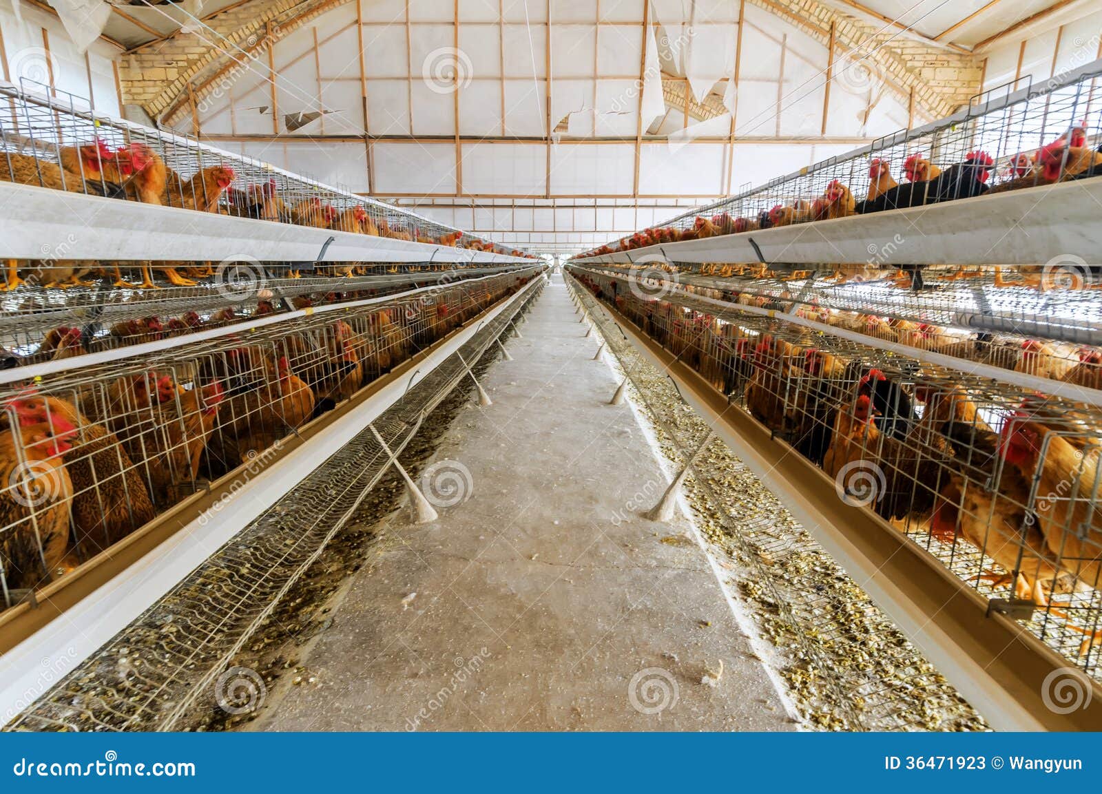 Granja de pollo imagen de archivo. Imagen de granja, agricultura - 36471923