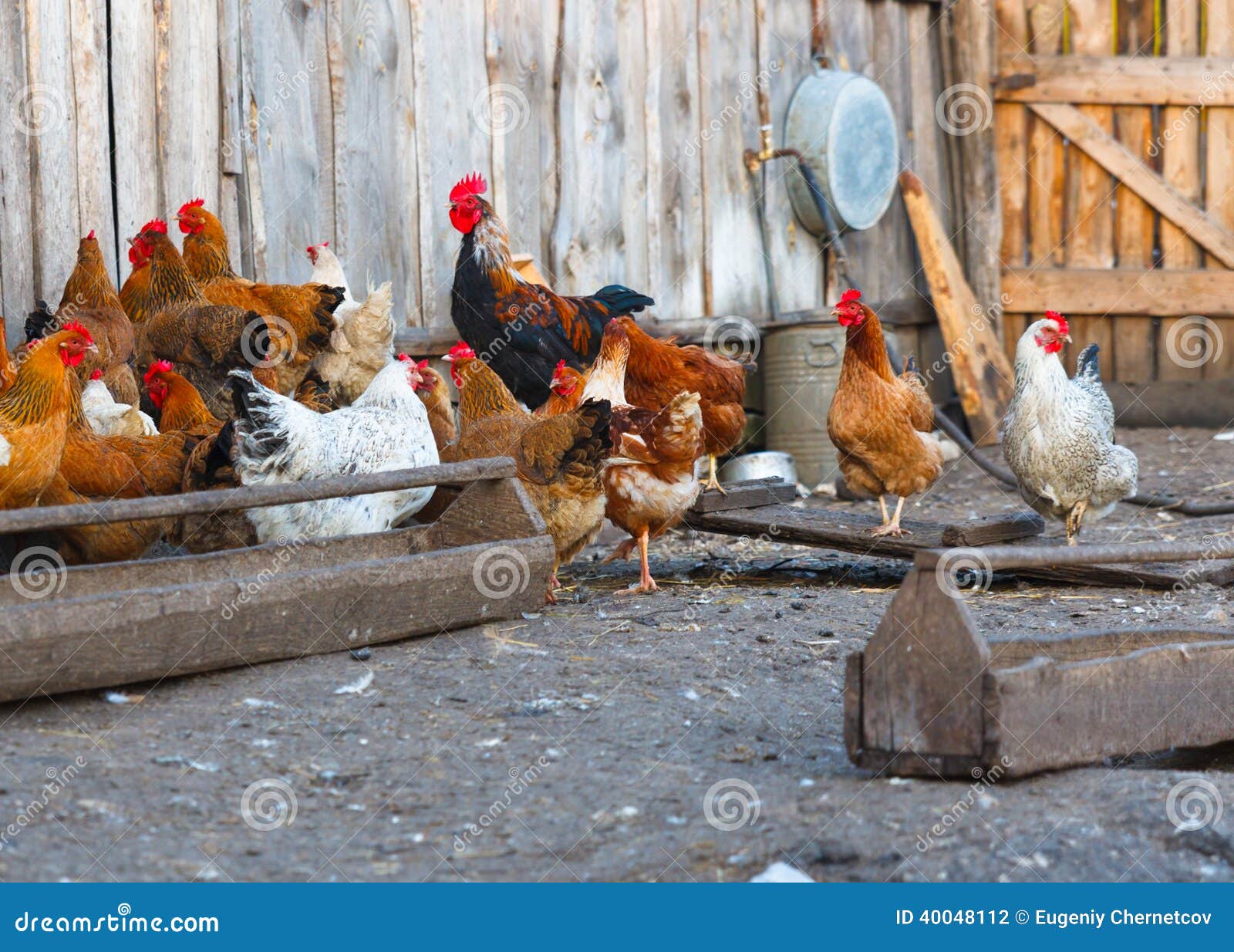 Granja de pollo foto de archivo. Imagen de granja, grupo - 40048112