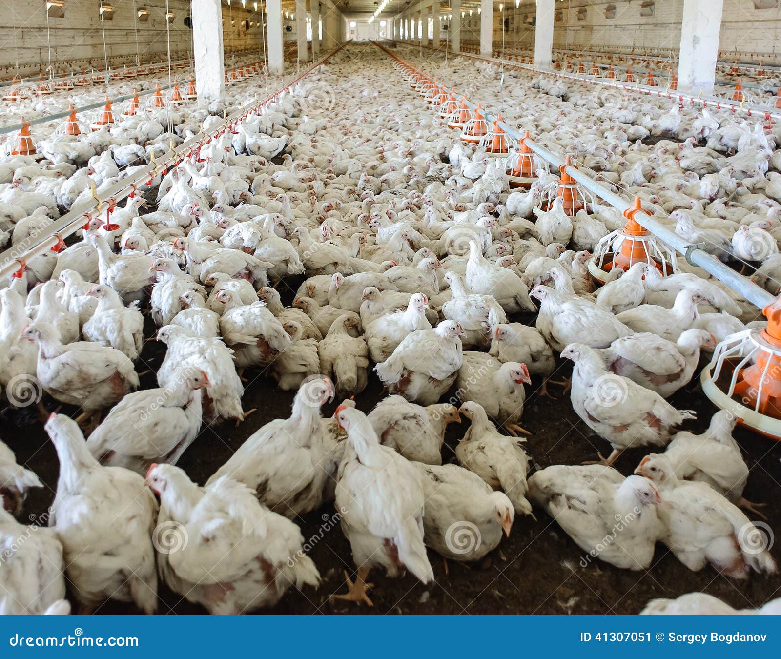 Granja de pollo imagen de archivo. Imagen de granero - 41307051