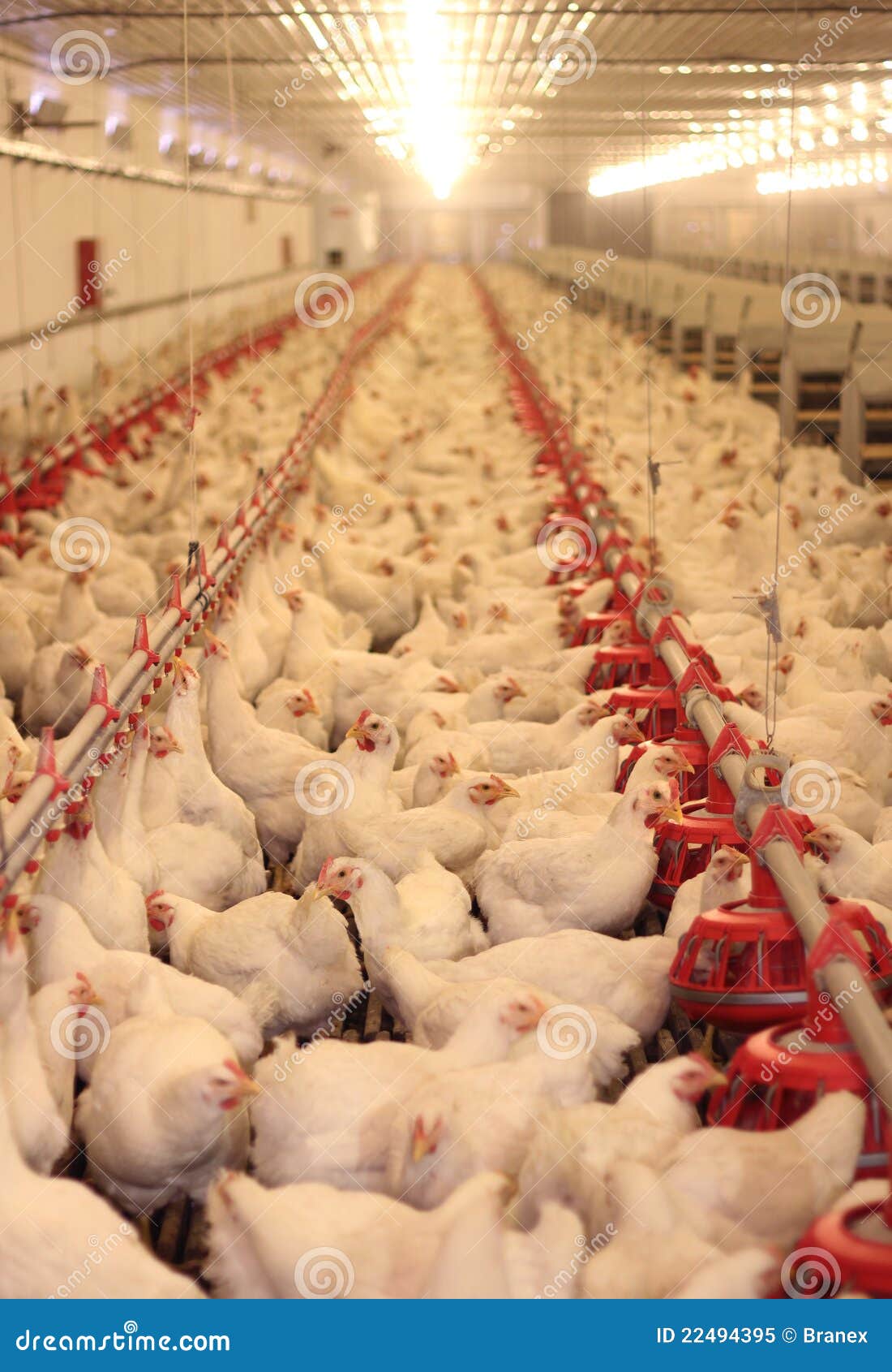 Granja De Pollo, Aves De Corral Imagen de archivo - Imagen de interior ...