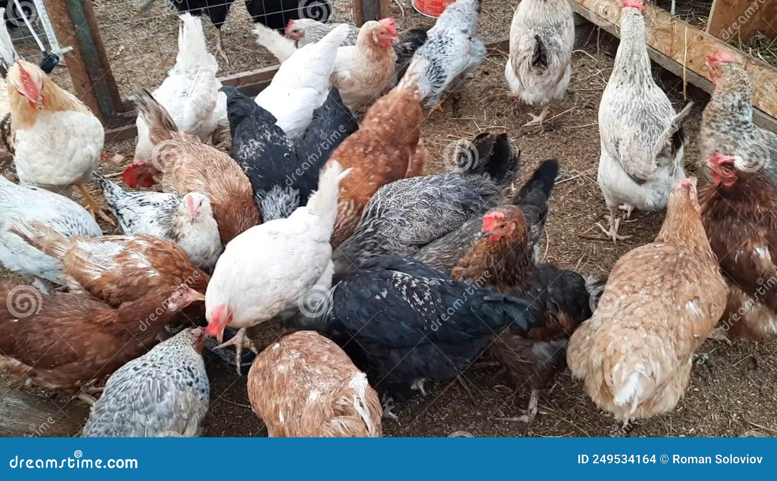 Granja De Pollo. Muchos Pollos Foto de archivo - Imagen de fauna ...