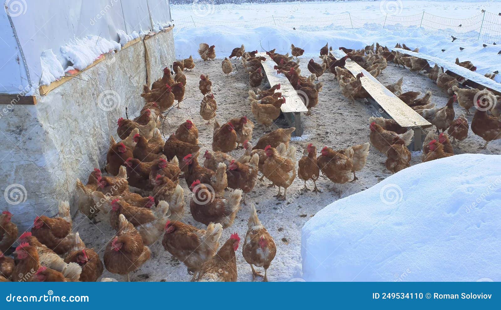 Granja De Pollo. Muchos Pollos En Invierno Foto de archivo - Imagen de ...