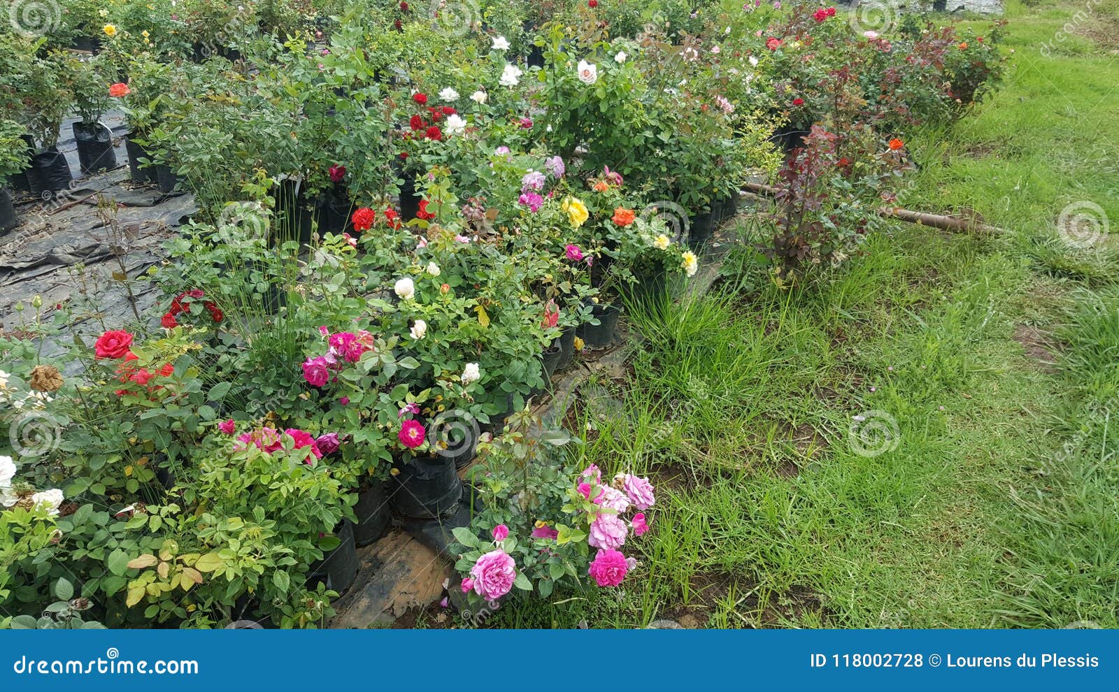 Granja de Rose foto de archivo. Imagen de granja, amarillo - 118002728