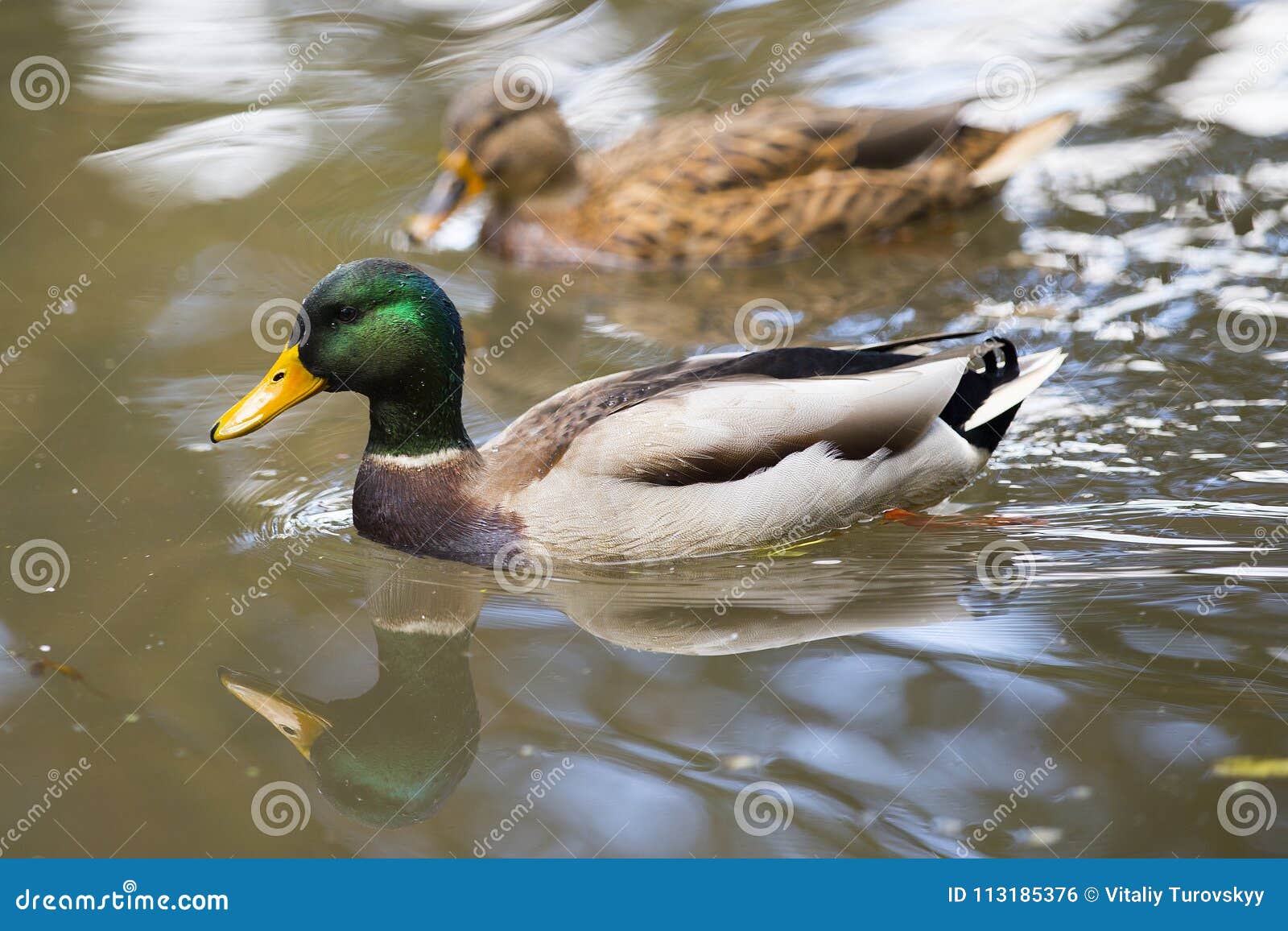 Granja del lago bird foto de archivo. Imagen de bebé - 113185376