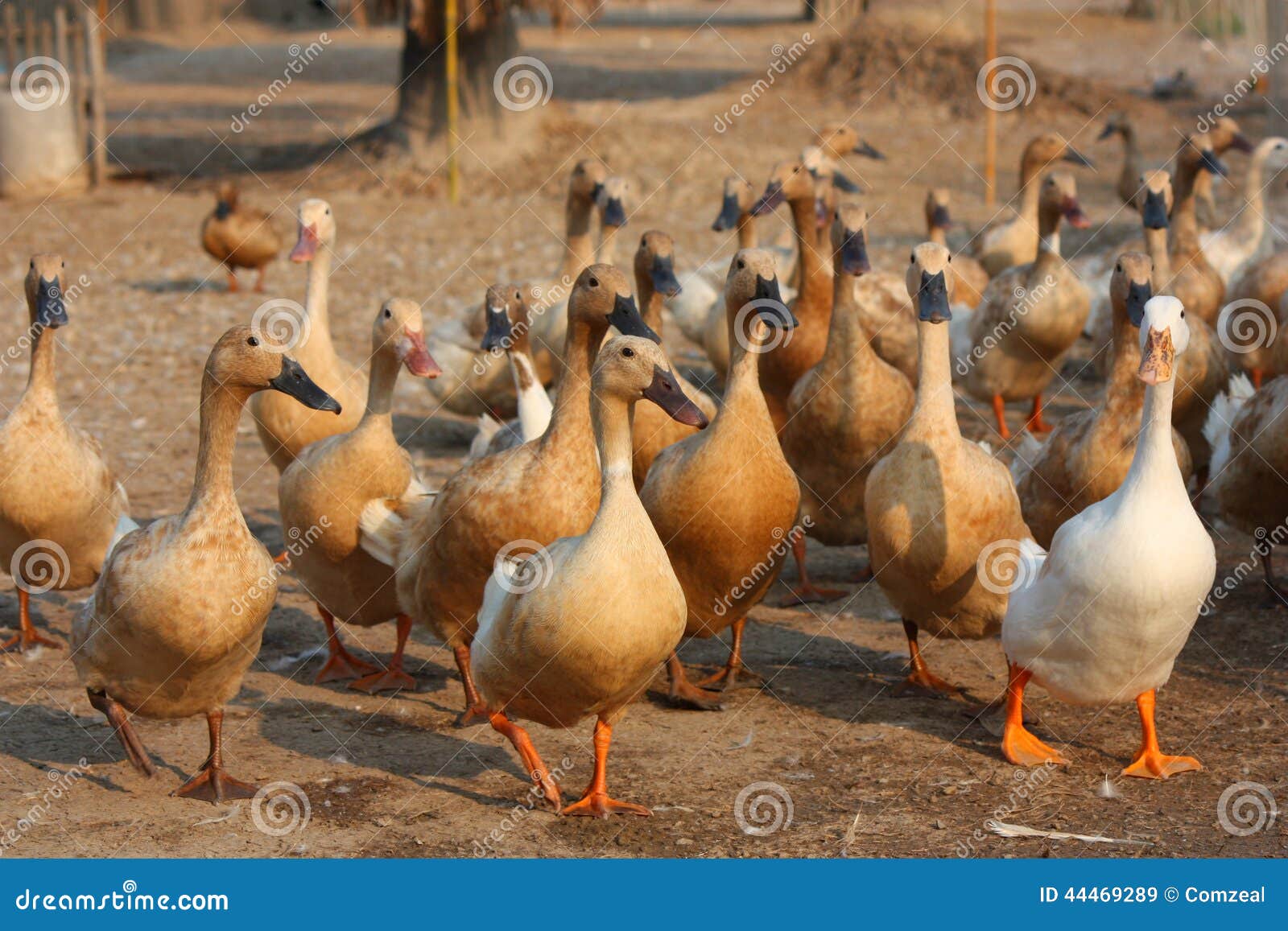 Granja del pato imagen de archivo. Imagen de lindo, cubo - 44469289