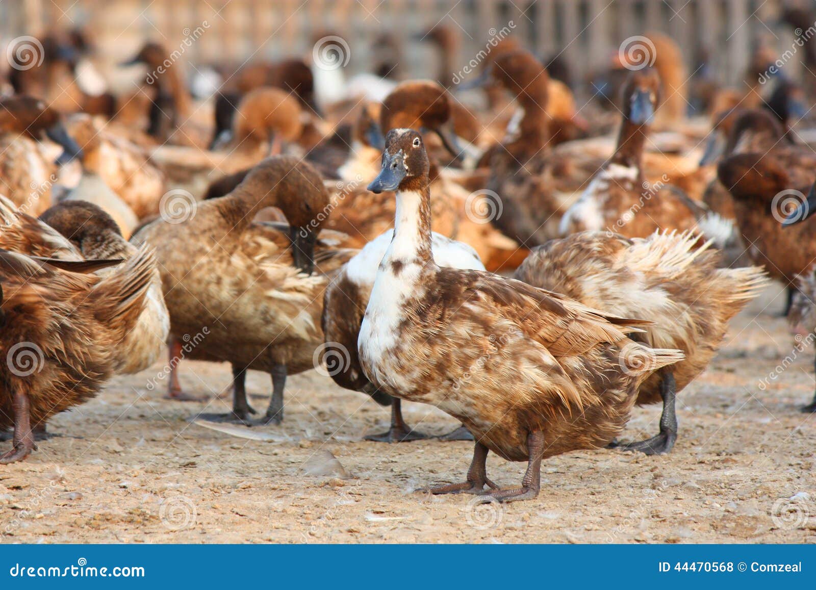 Granja del pato foto de archivo. Imagen de local, pluma - 44470568