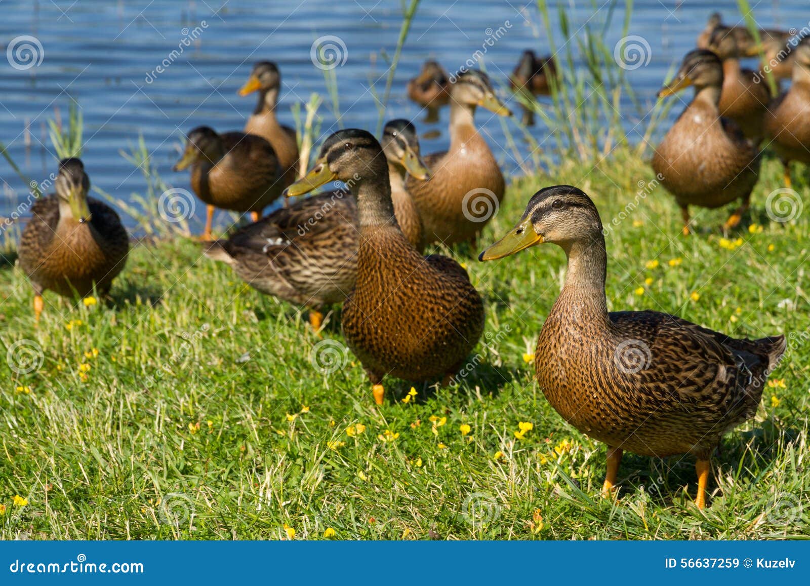 Granja del pato salvaje imagen de archivo. Imagen de exterior - 56637259