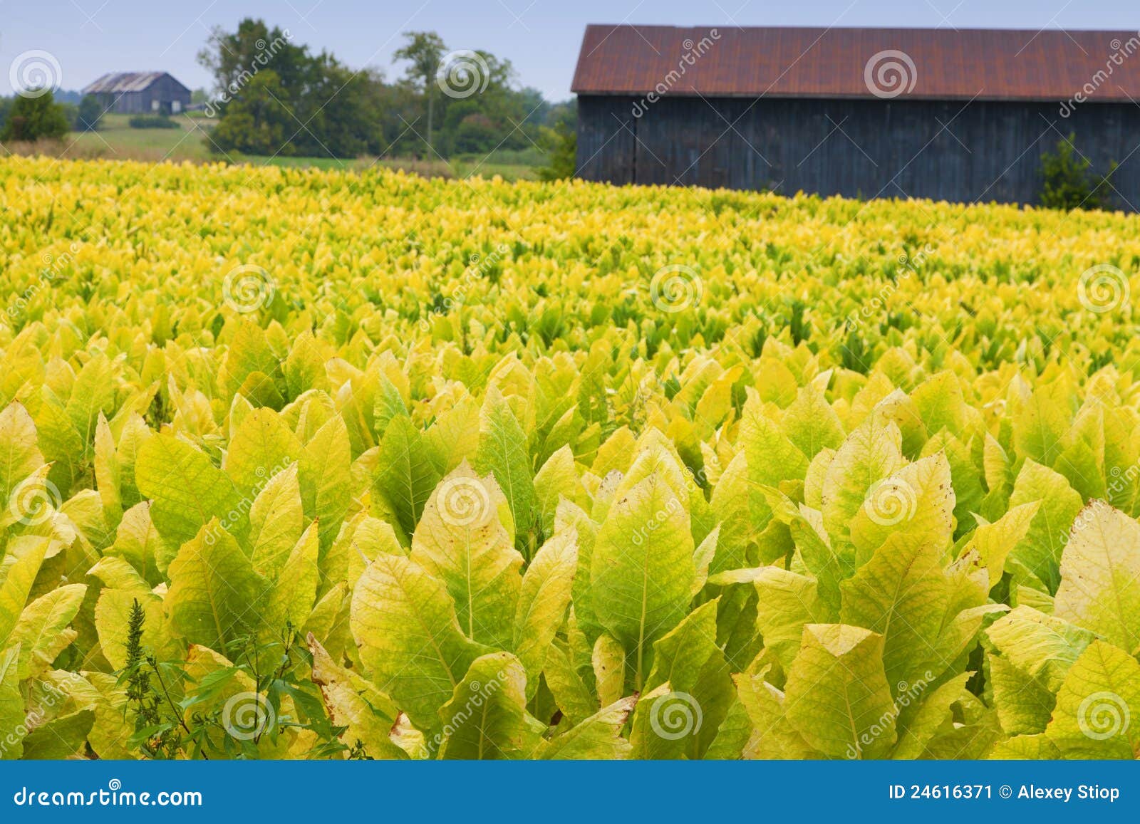 Granja del tabaco imagen de archivo. Imagen de campo - 24616371