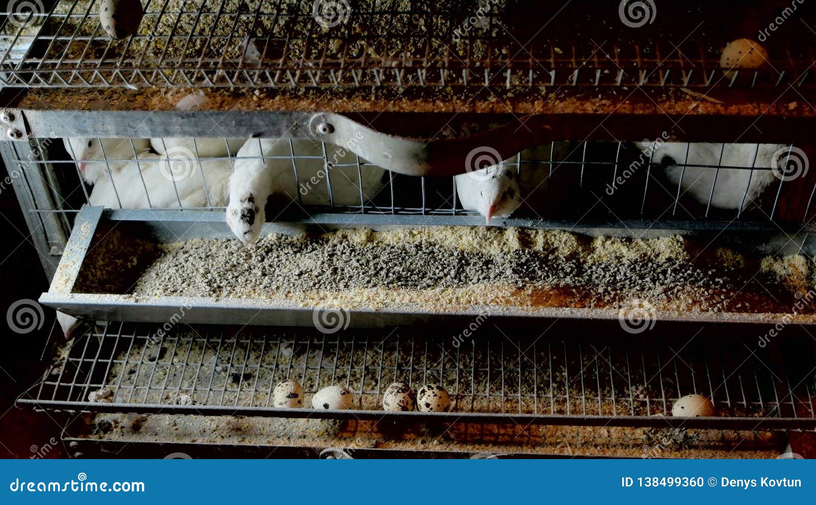 Granja Que Cría Las Codornices Y Los Huevos De Codornices Foto de ...