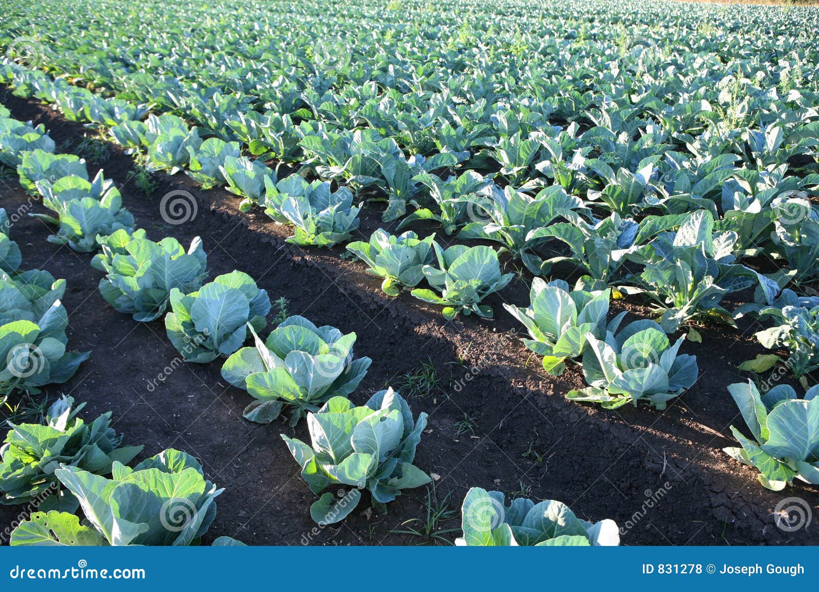Granja Vegetal Del Campo De La Col Foto de archivo - Imagen de dieta ...