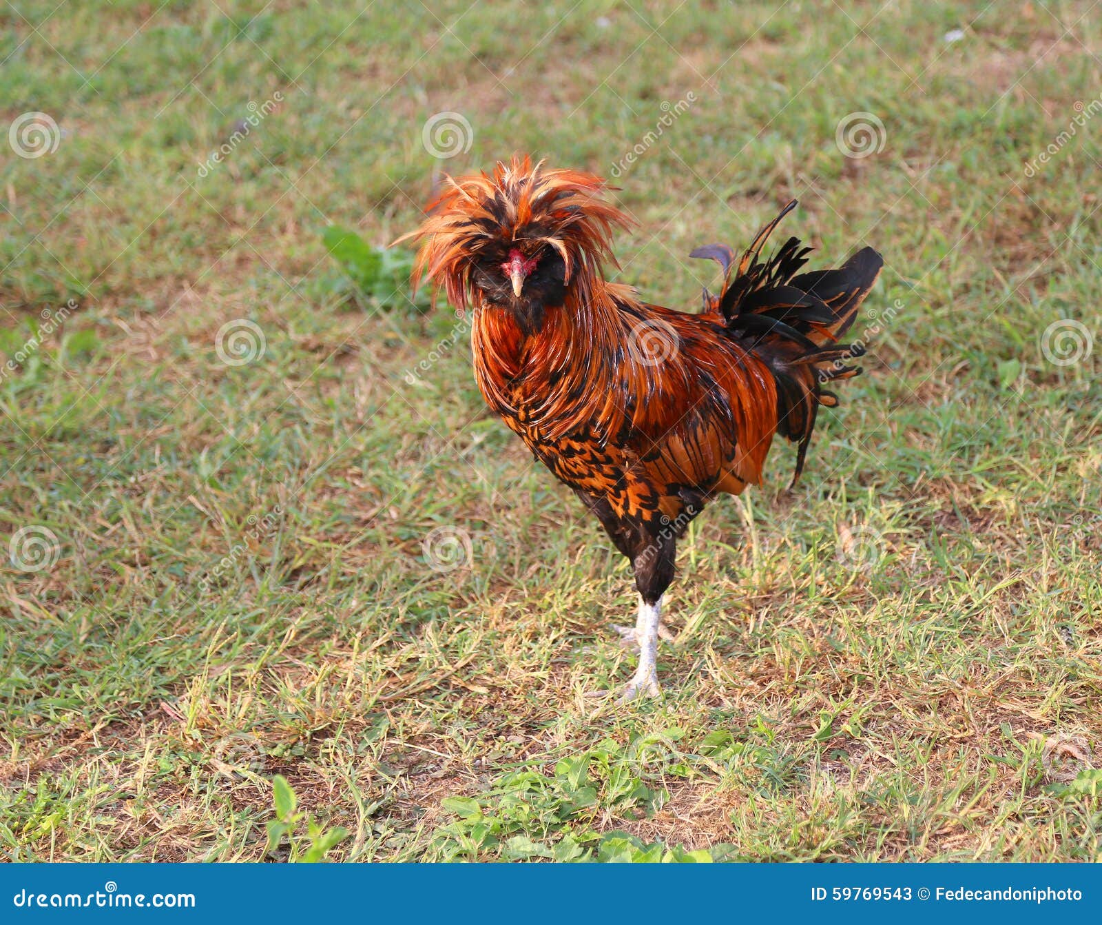 Granjas Del Gallo Con El Penacho De Plumas Imagen de archivo - Imagen ...