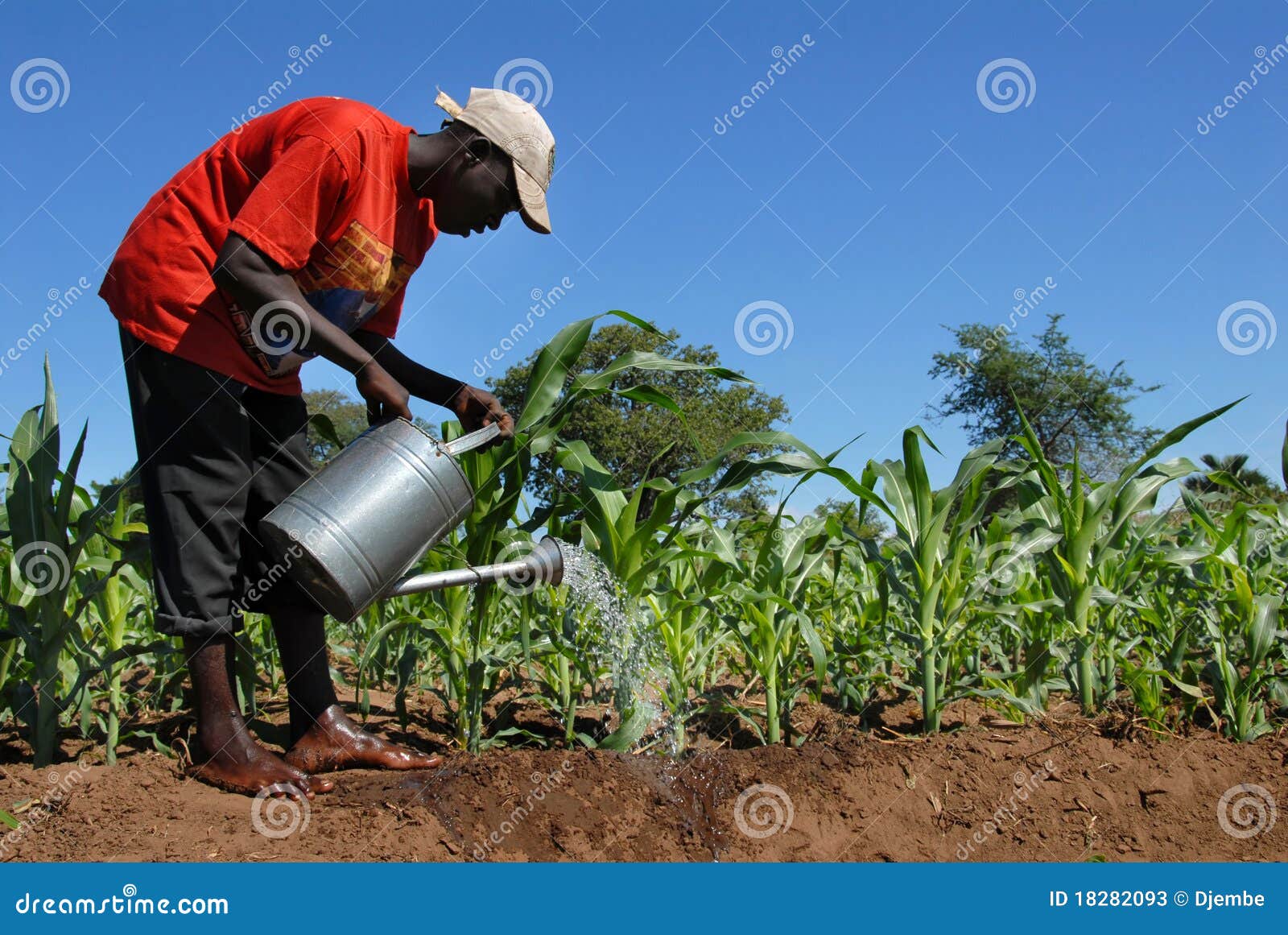 Granjero africano foto de archivo editorial. Imagen de agricultura ...
