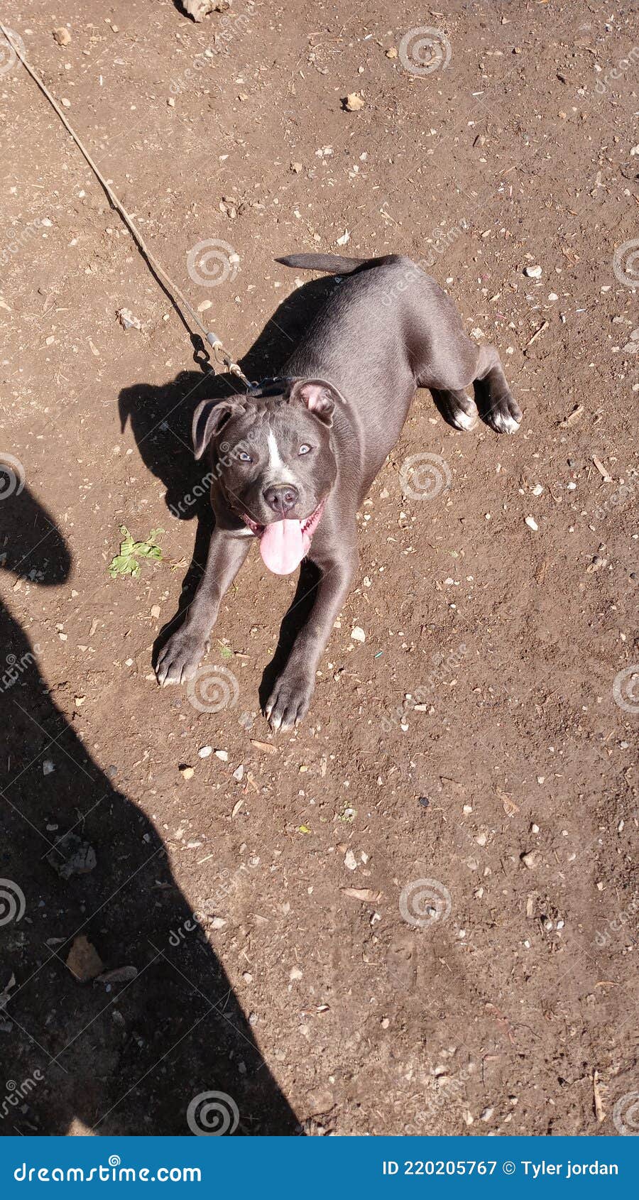 Granny Does Your Dog Bite Hell Yeah Stock Image - Image of granny, sand ...