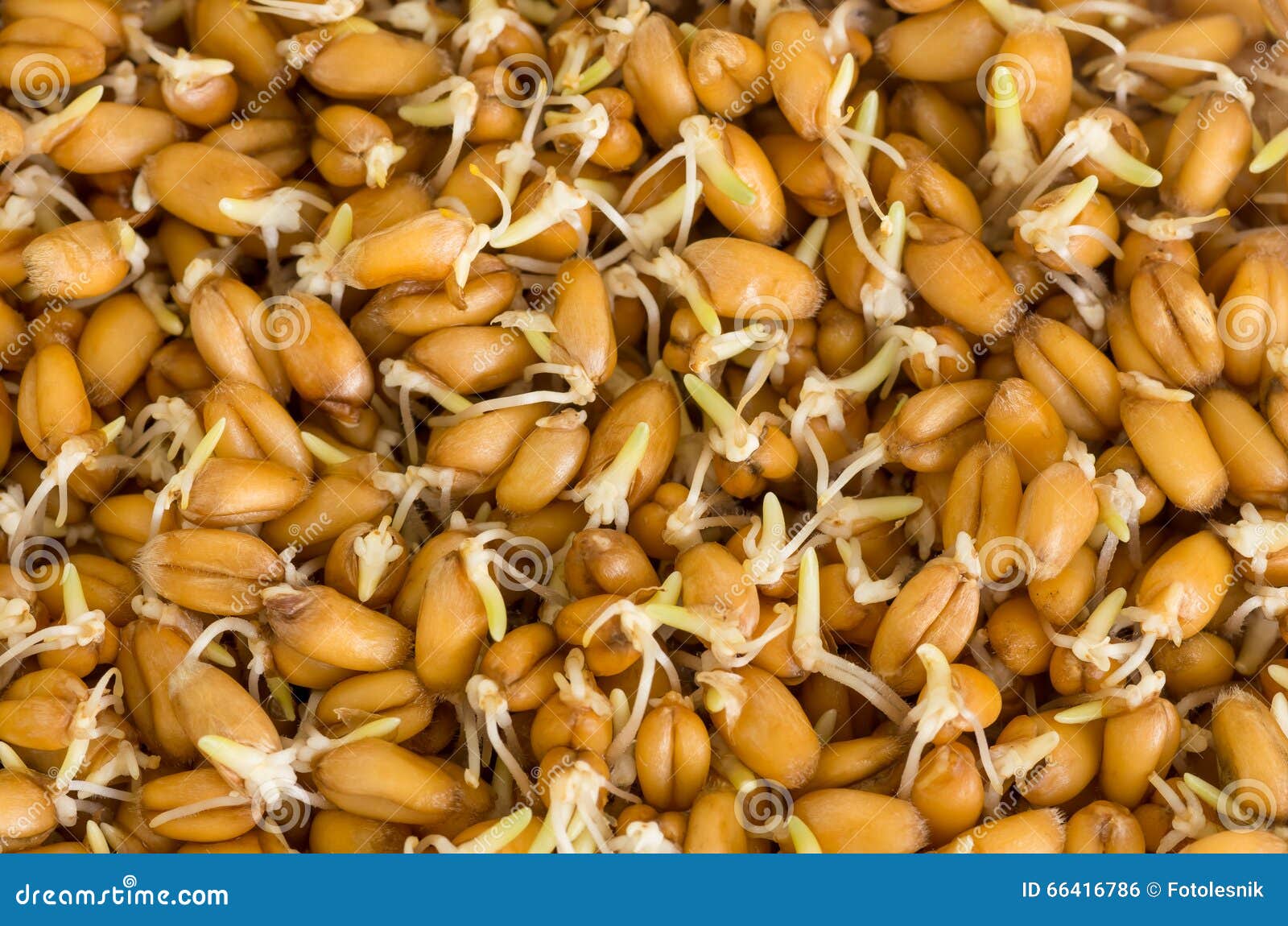 Grano brotado del trigo foto de archivo. Imagen de ingrediente - 66416786